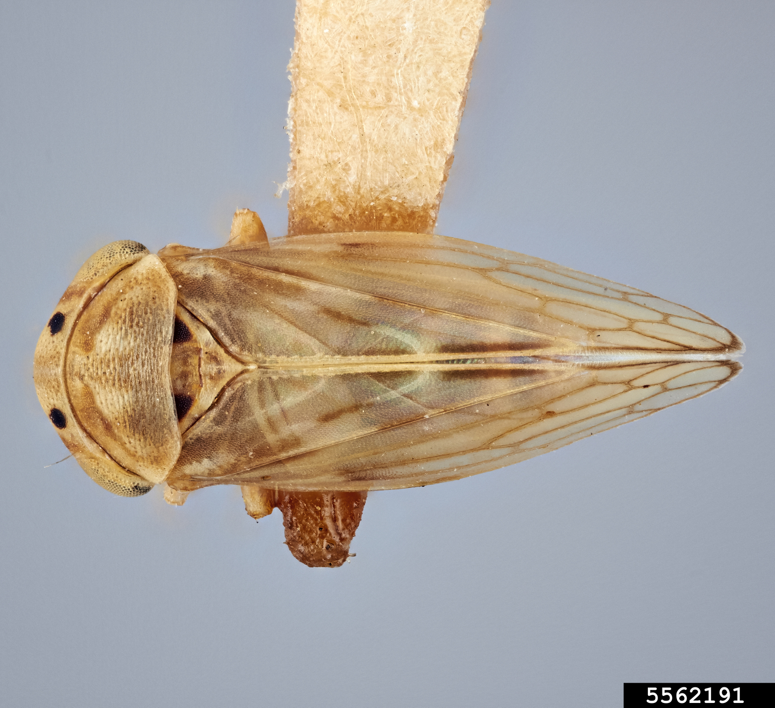Leafhopper (Aceratagallia calcaris)