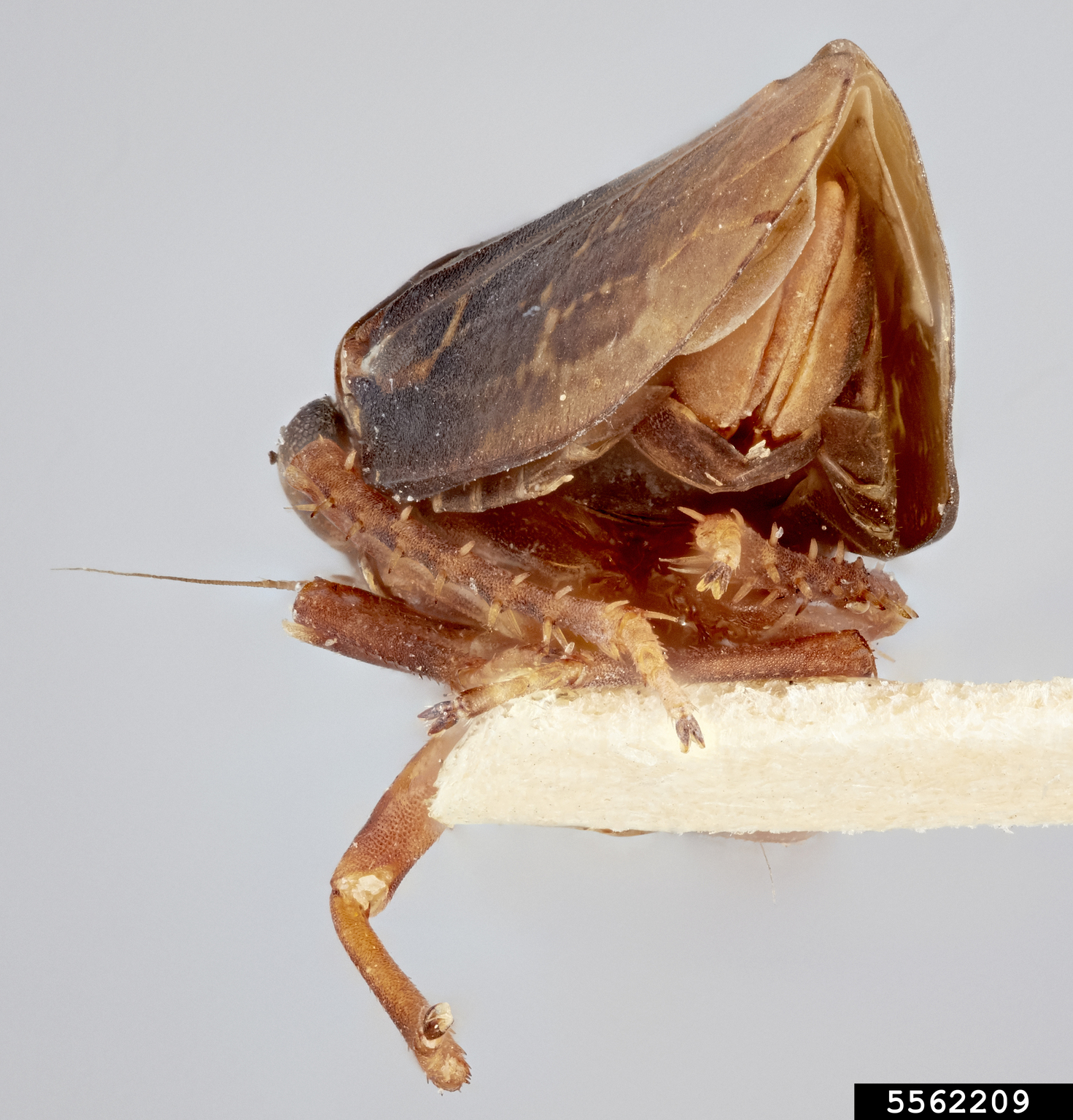 Leafhopper (Agallia barretti Ball)
