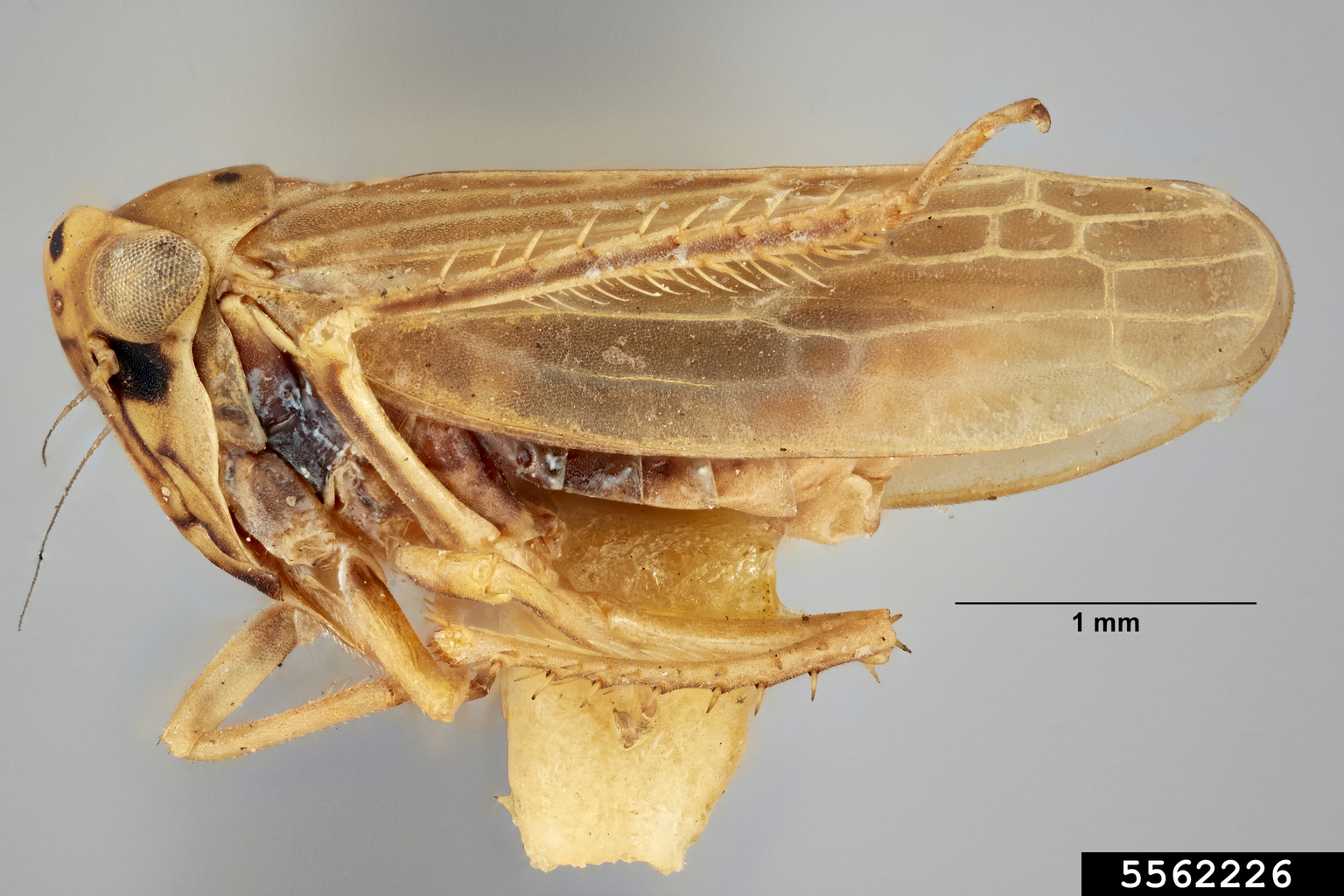 Leafhopper, Agallia quadripunctata (Hemiptera: Cicadellidae) - 5562226