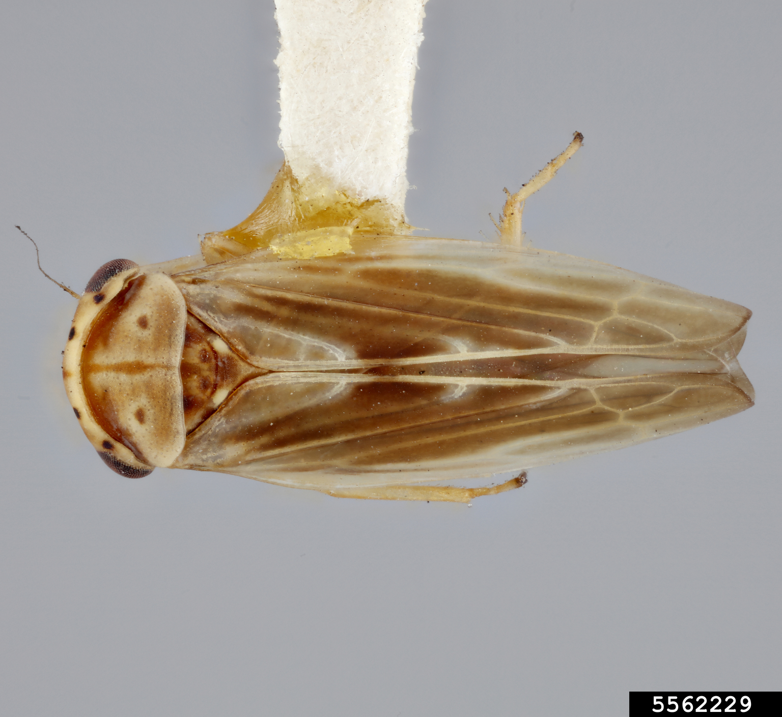 Leafhopper (Agalliopsis novella)