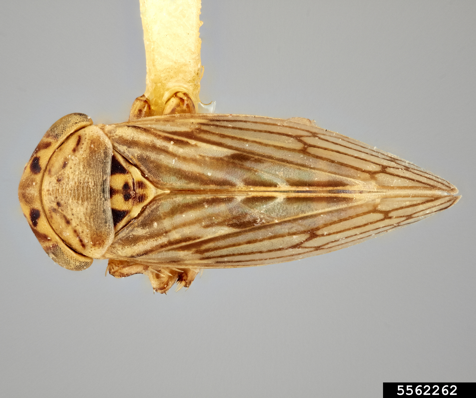 Leafhopper (Aceratagallia neosignata)