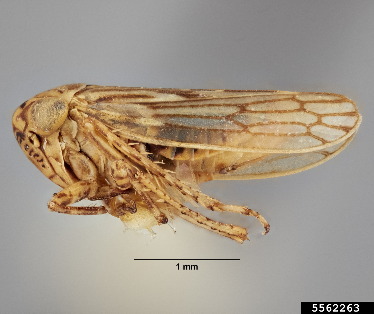 Leafhopper (Aceratagallia neosignata)