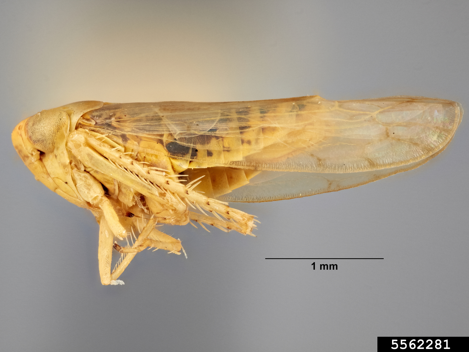 beet leafhopper (Neoaliturus tenellus)