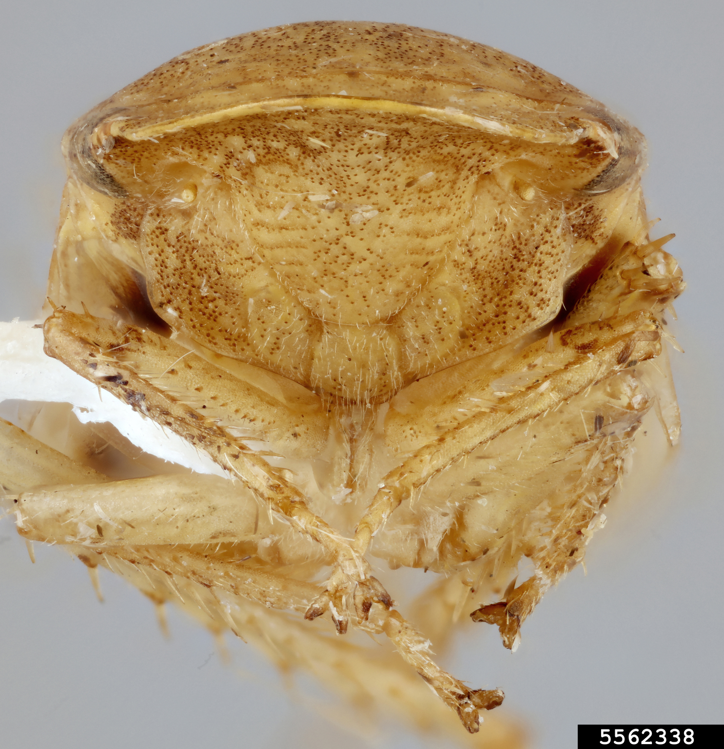 Leafhopper (Glossocratus afzelii Stål)