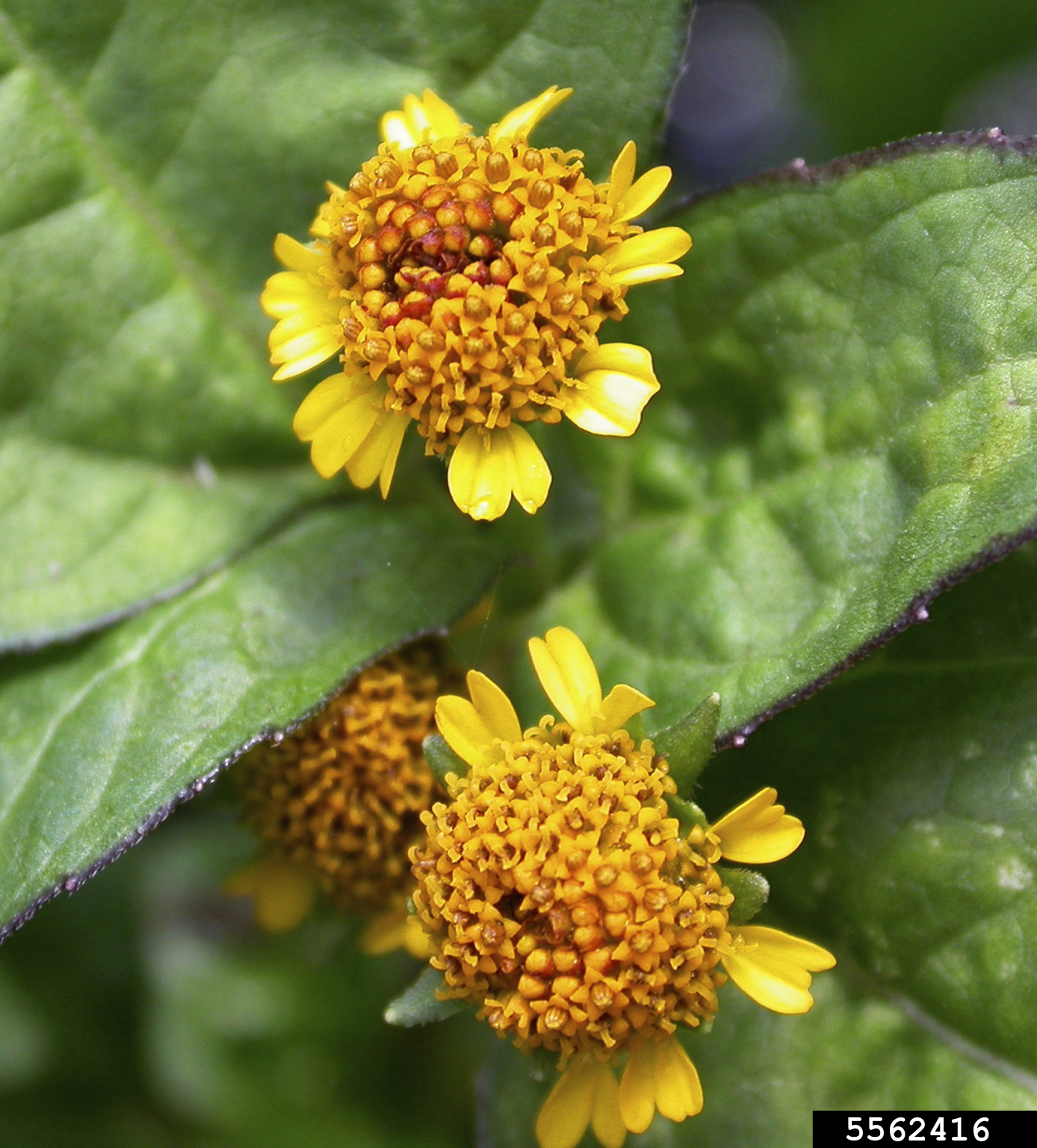 toothache plant (Acmella oleracea (L.) R.K.Jansen)