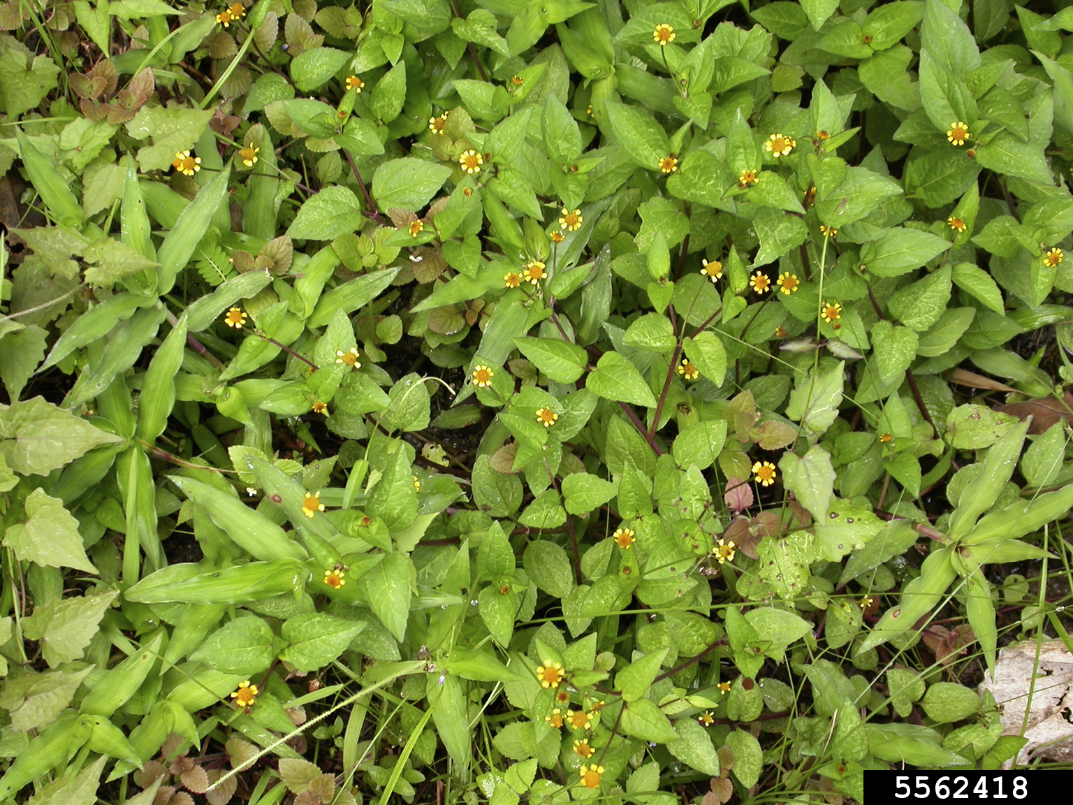 toothache plant (Acmella oleracea)