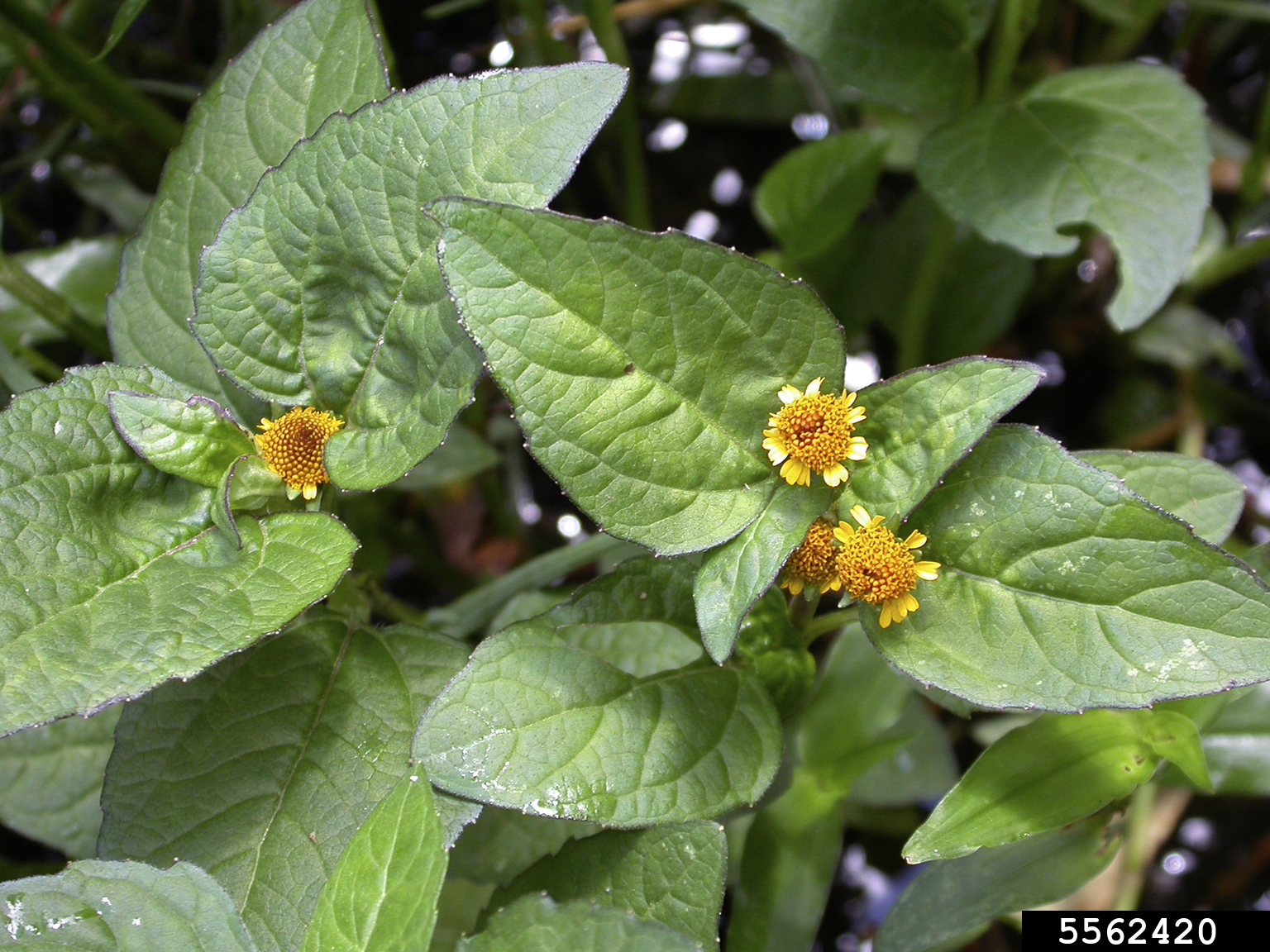 toothache plant (Acmella oleracea)
