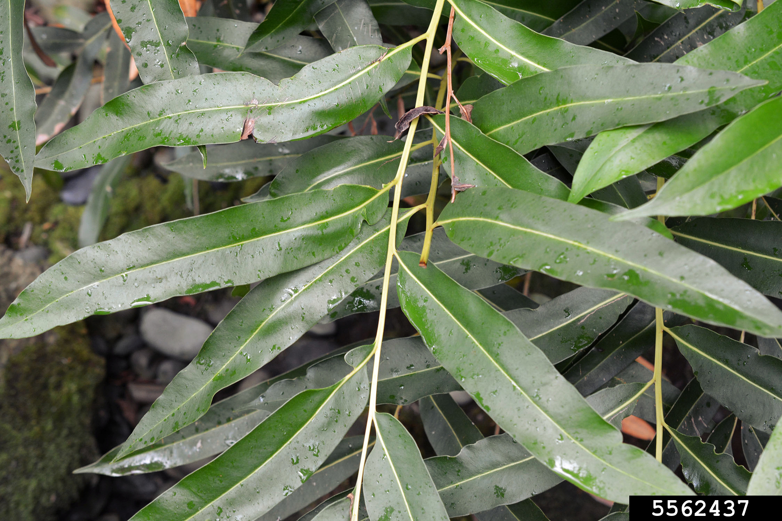 mangrove fern (Acrostichum speciosum Willd.)