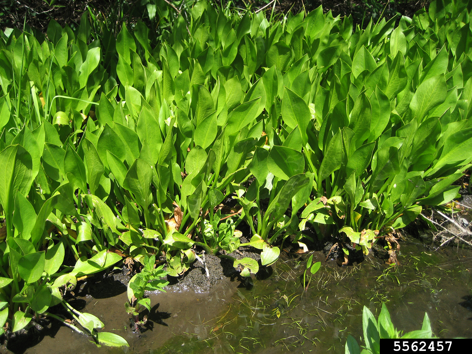 northern waterplantain (Alisma plantago-aquatica)