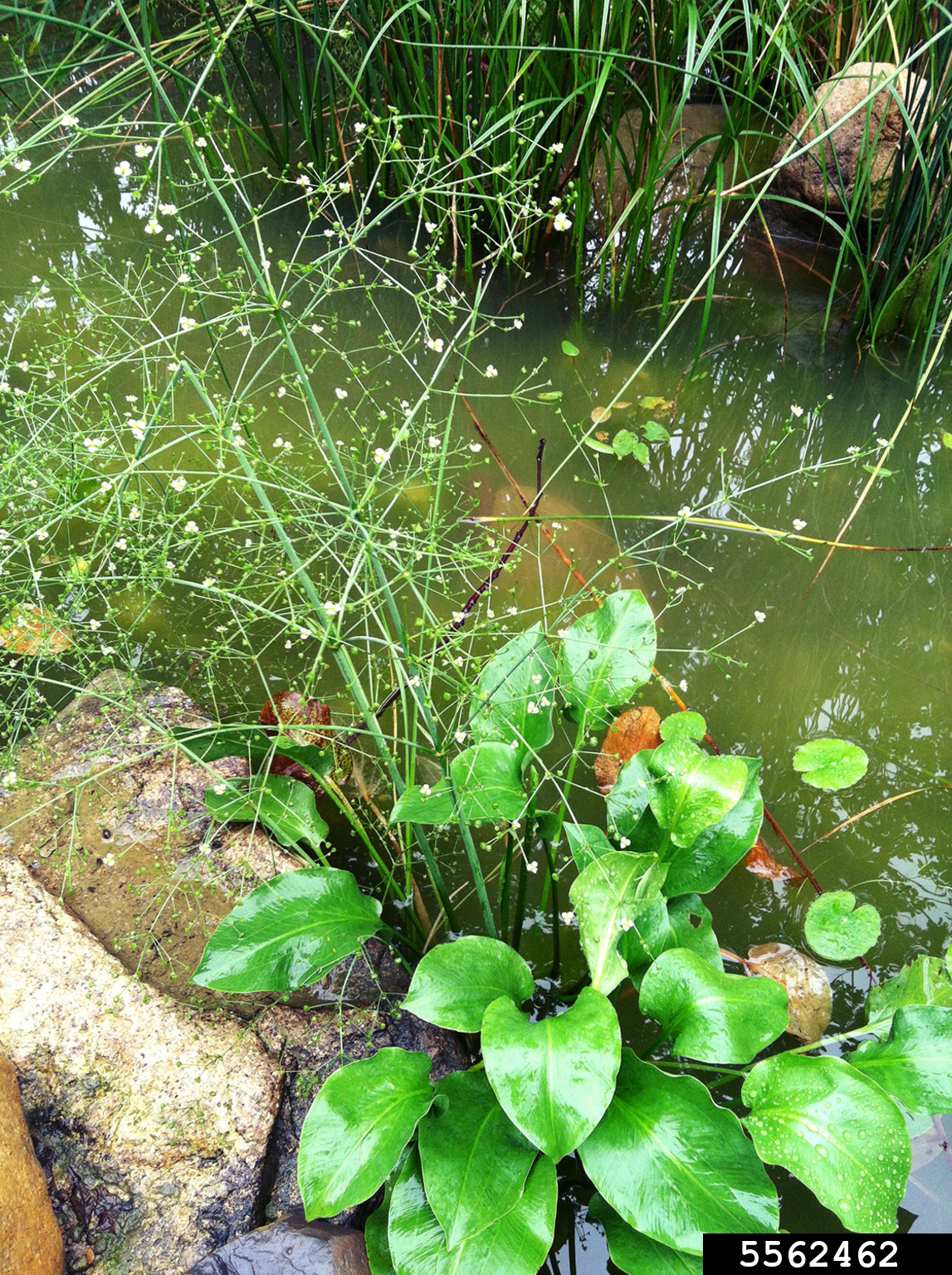 northern waterplantain (Alisma plantago-aquatica ssp. orientale (Sam ...