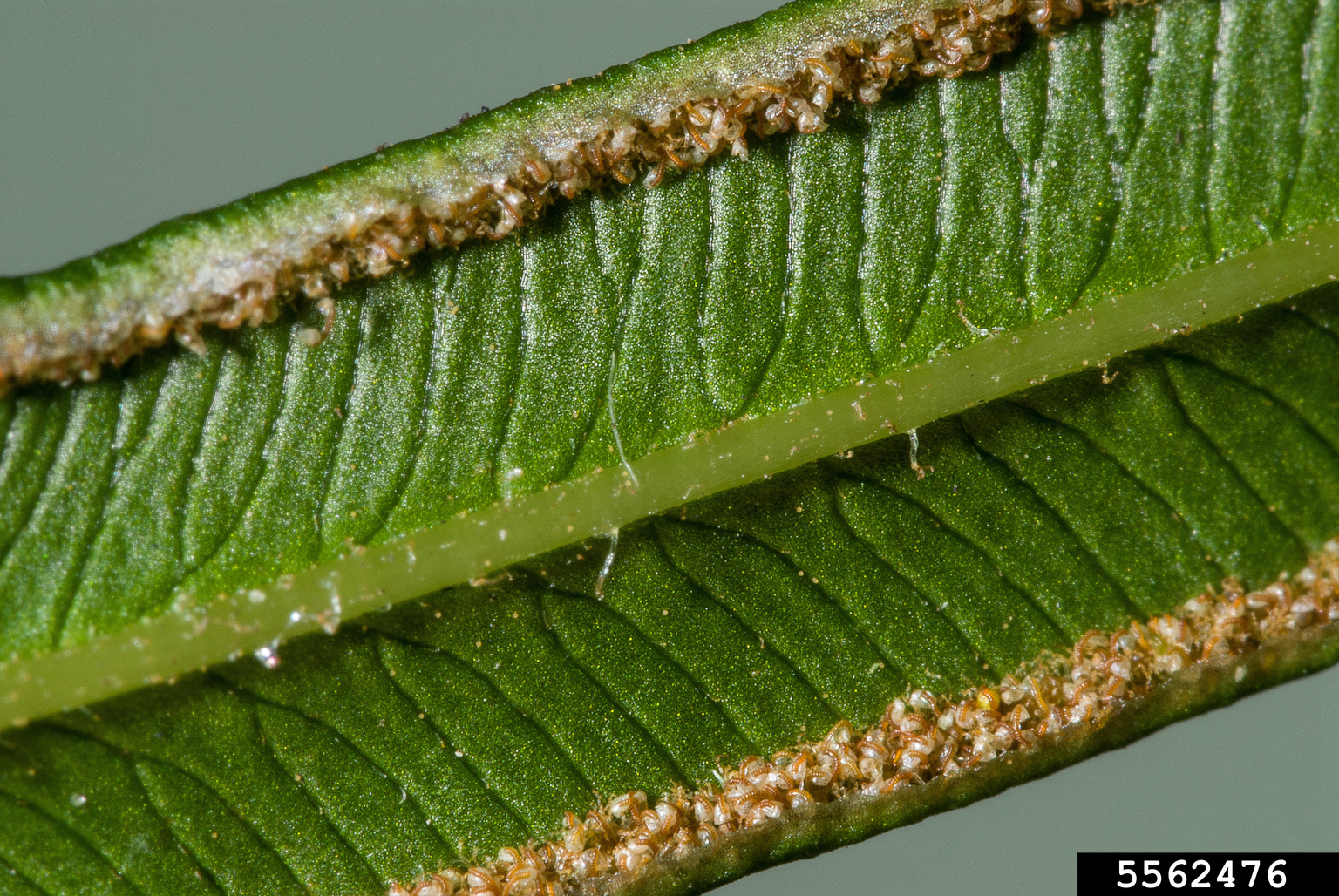 ladder brake (Pteris vittata L.)