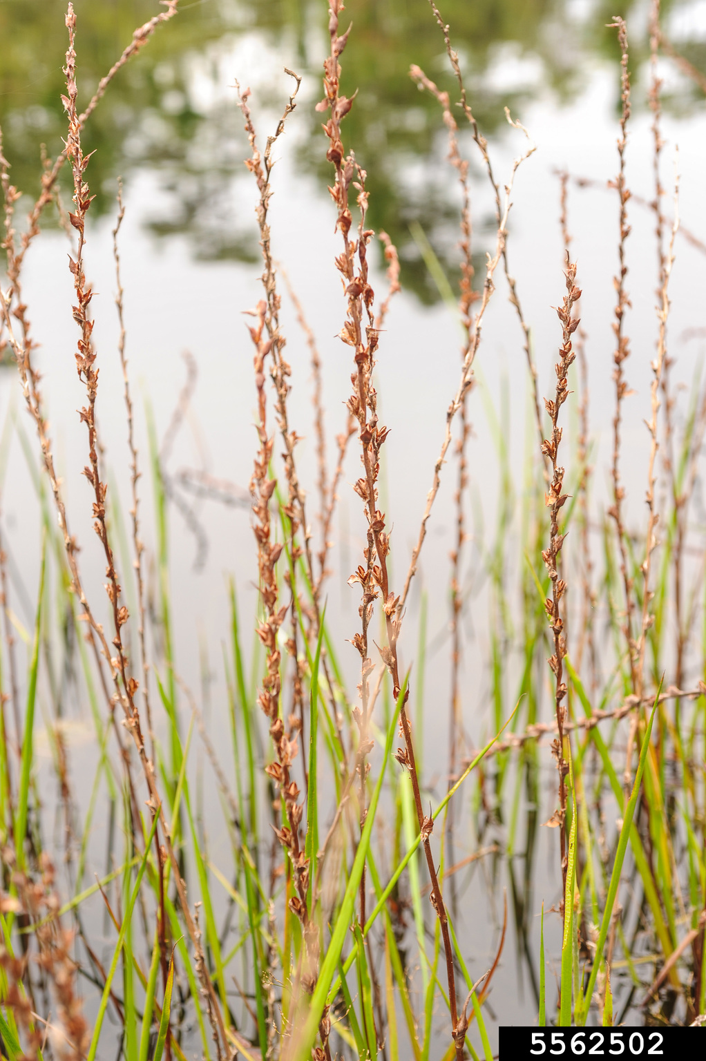 frogsmouth (Philydrum lanuginosum Banks & Sol. ex Gaertn.)