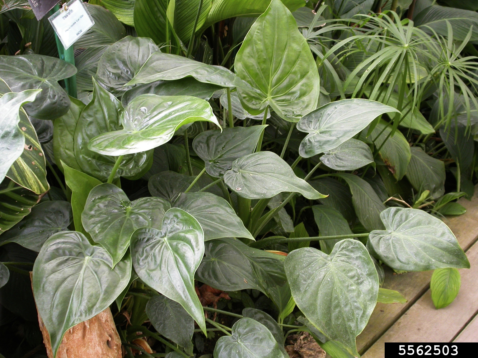 chinese taro (Alocasia cucullata)