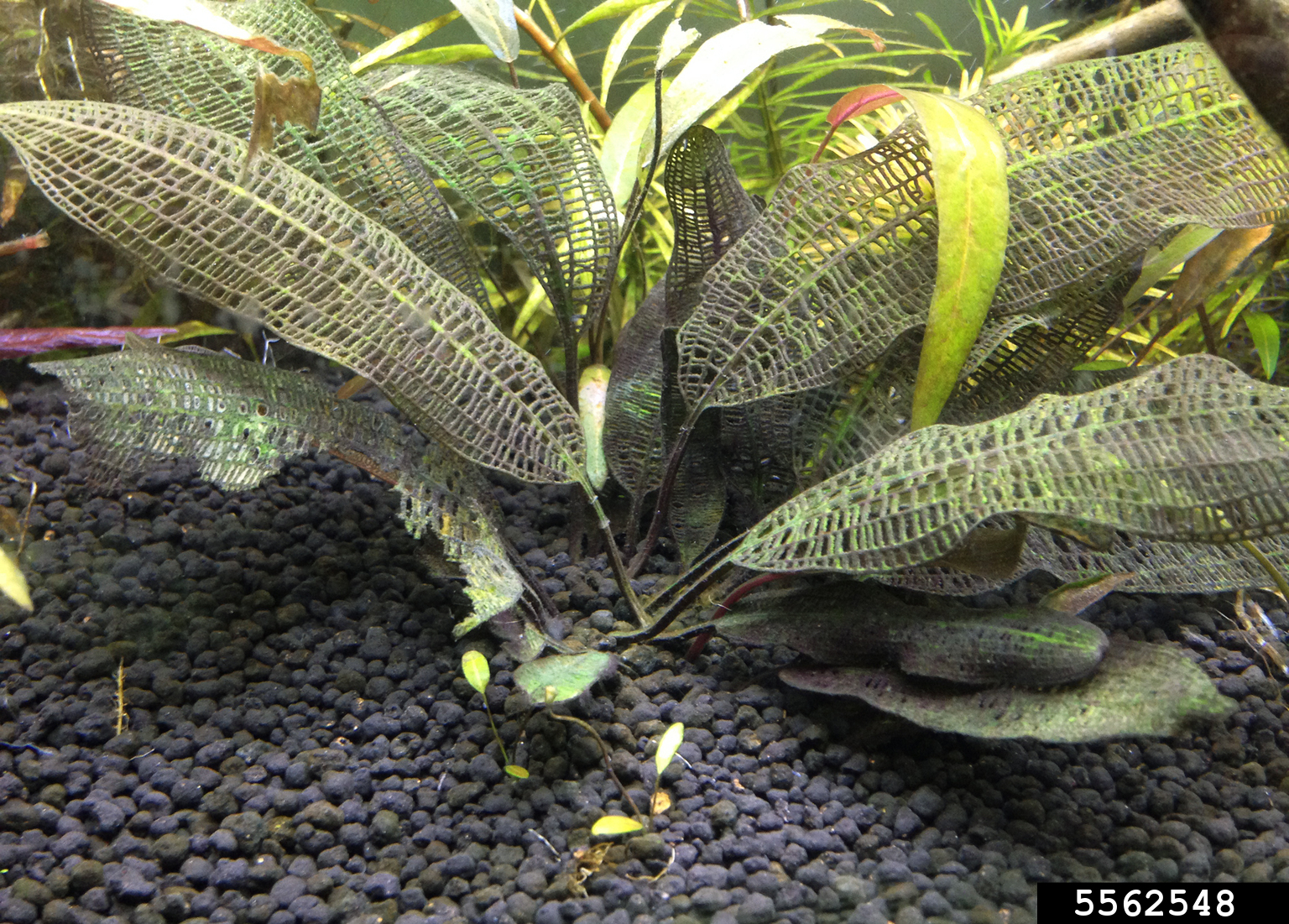 lace plant (Aponogeton fenestralis)