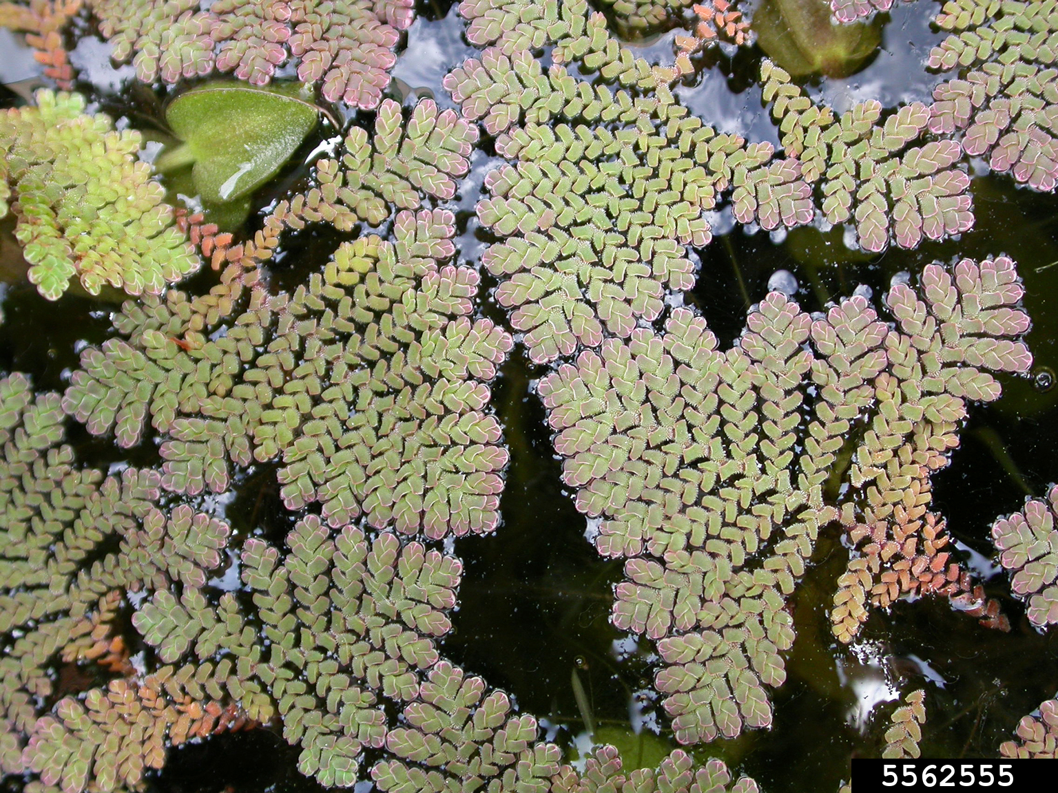 mosquitofern (Genus Azolla)