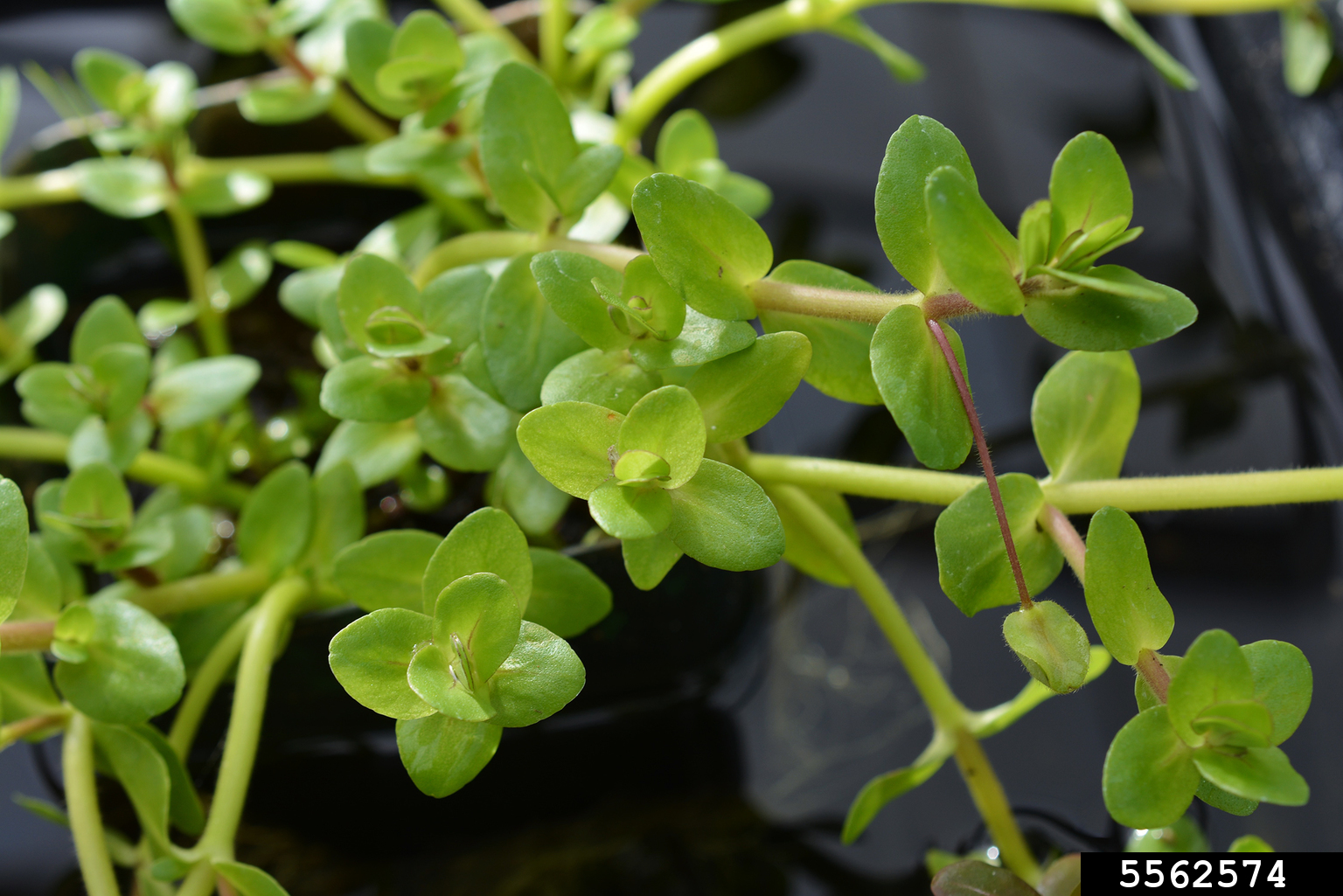 Bacopa Salzmannii