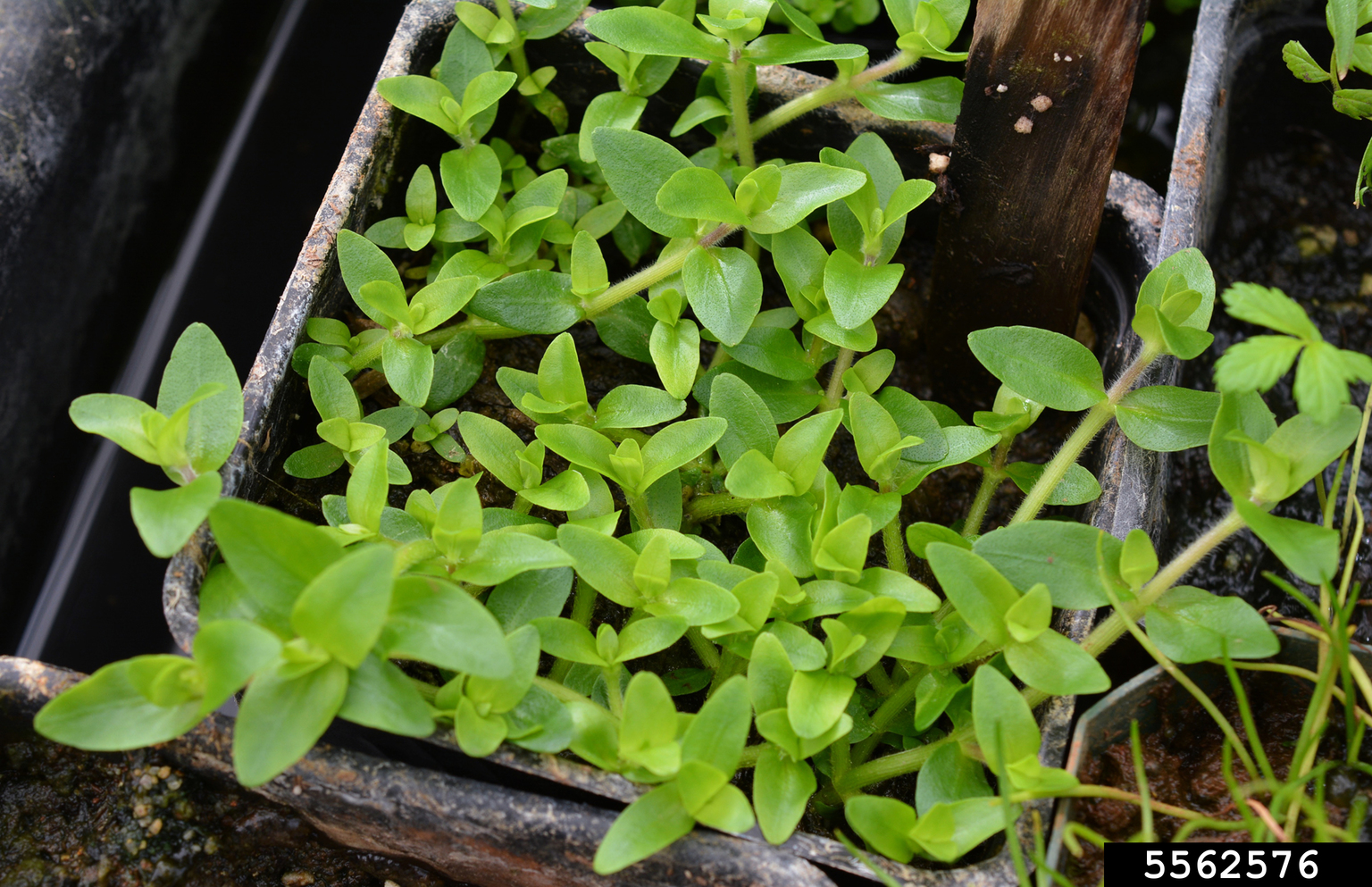 bacopa (Bacopa serpyllifolia)