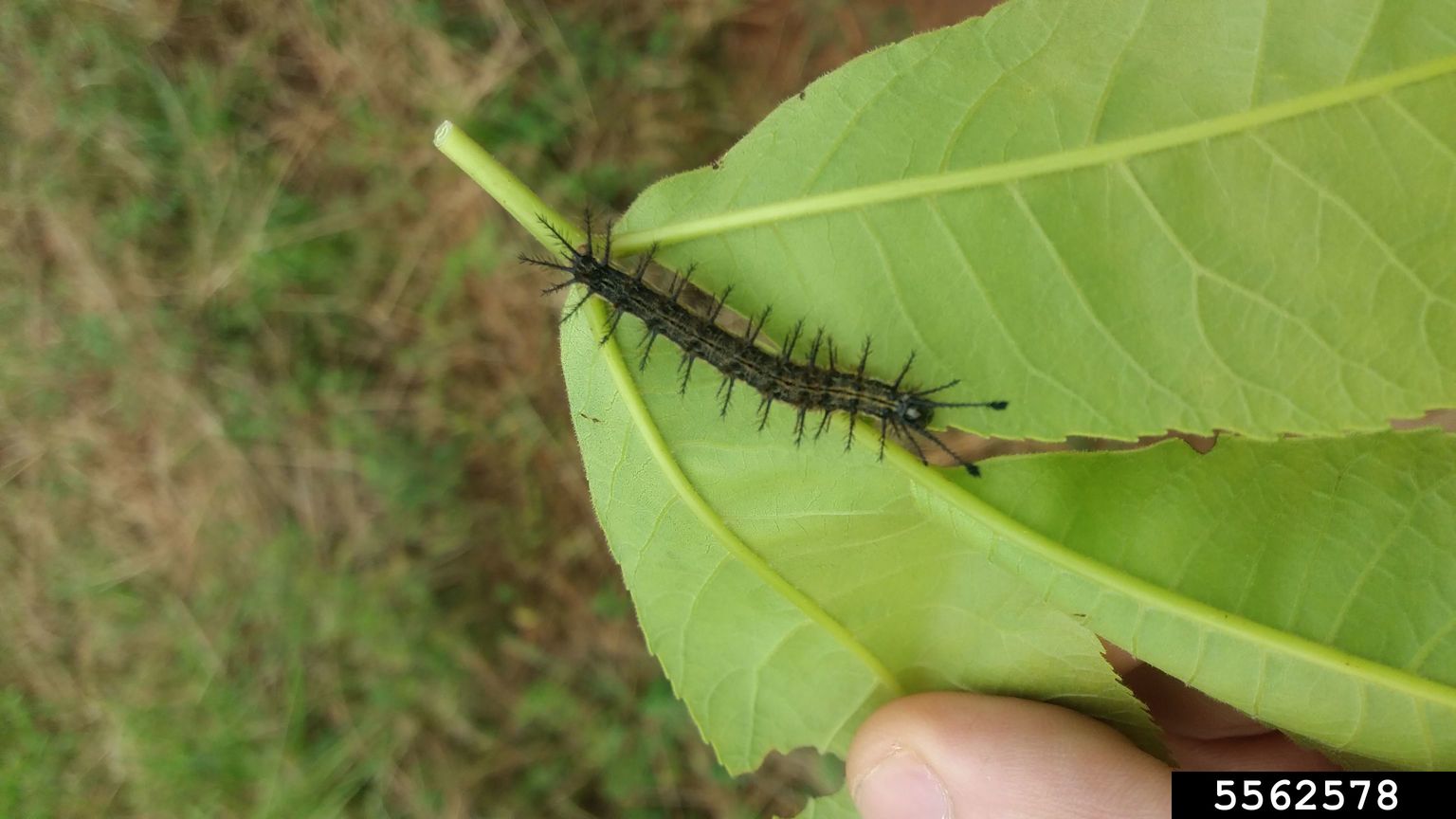 insects on pecan (Carya illinoinensis ) - 5562578