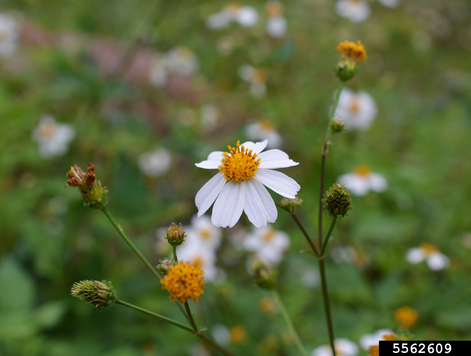 romerillo (Bidens alba (L.) DC)