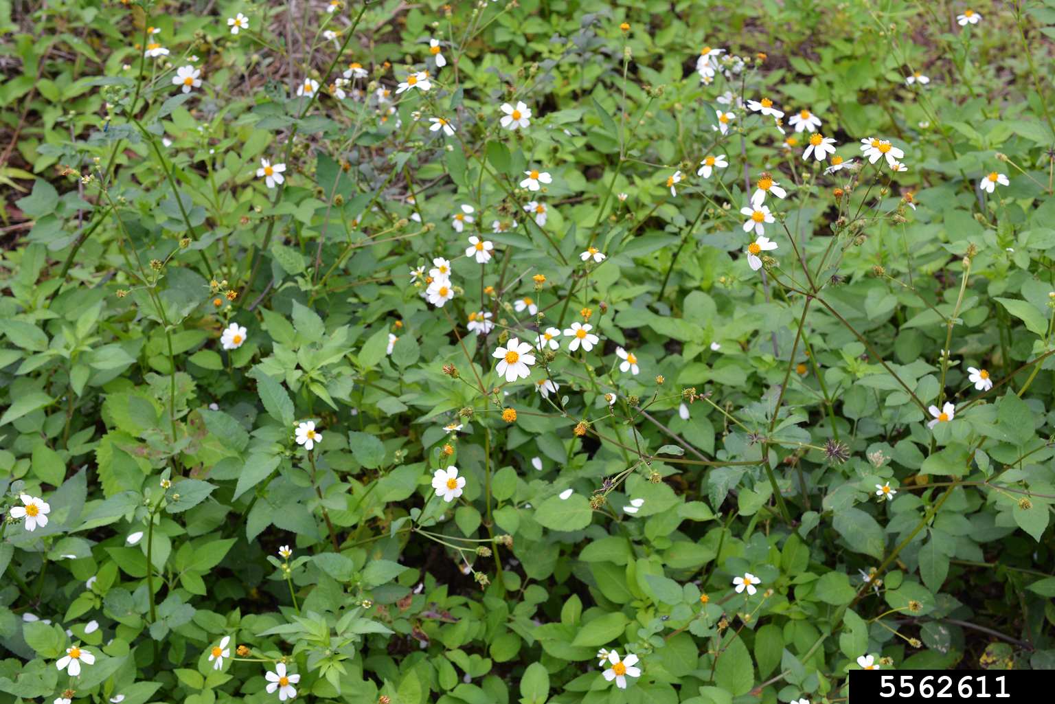 romerillo (Bidens alba (L.) DC)