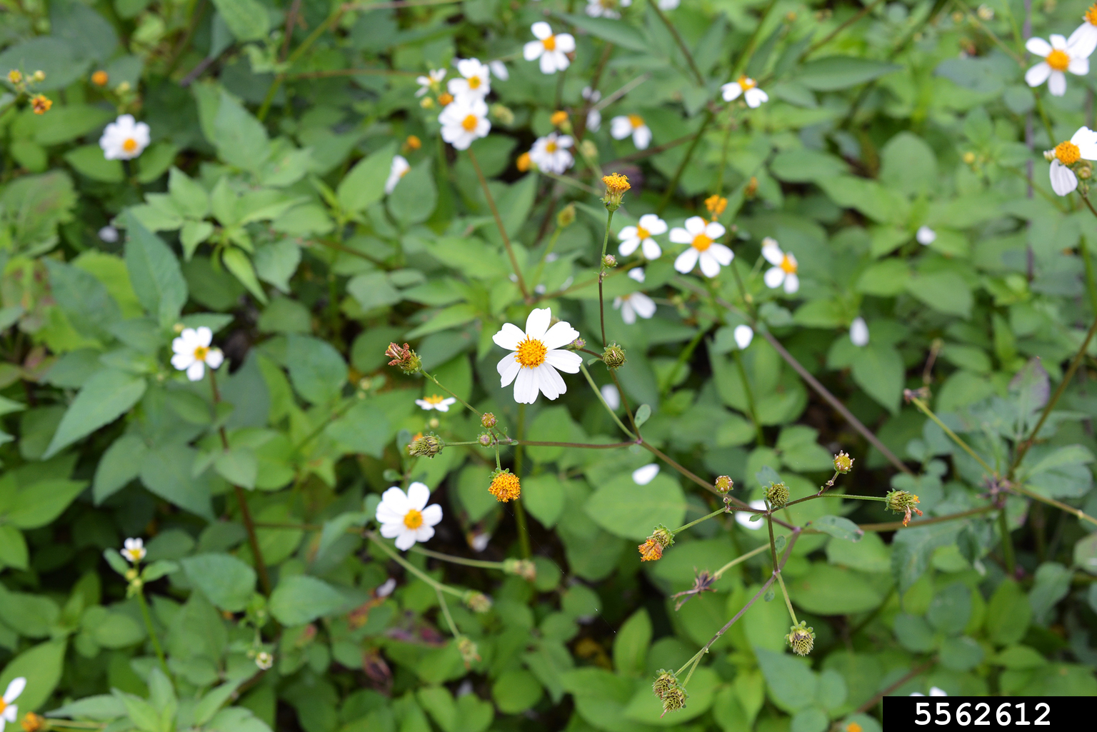 romerillo (Bidens alba)