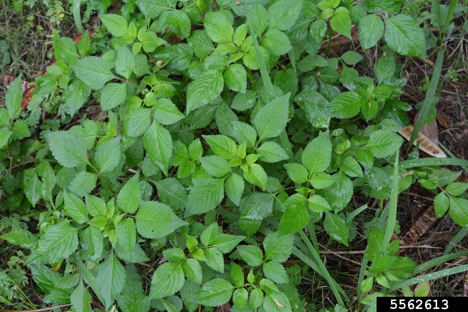 romerillo (Bidens alba)