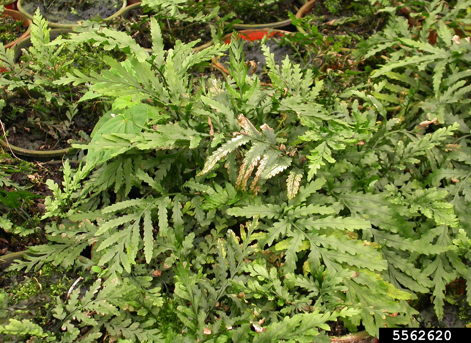 African water fern (Bolbitis heudelotii)