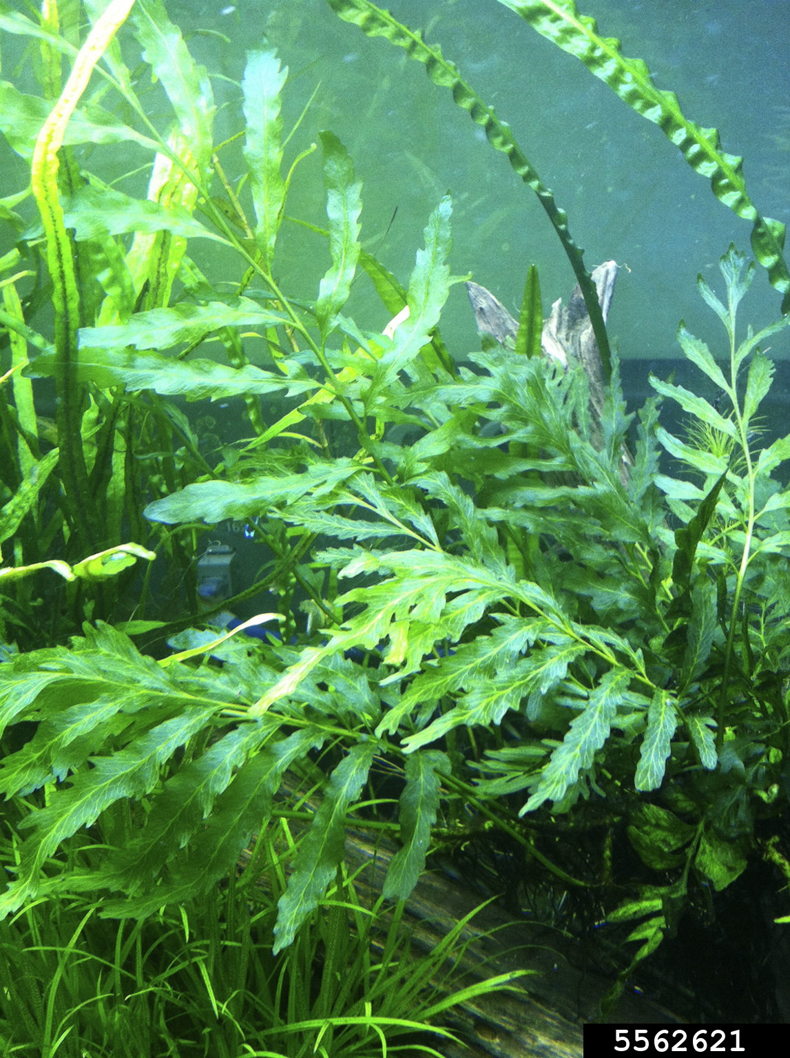 African water fern (Bolbitis heudelotii)