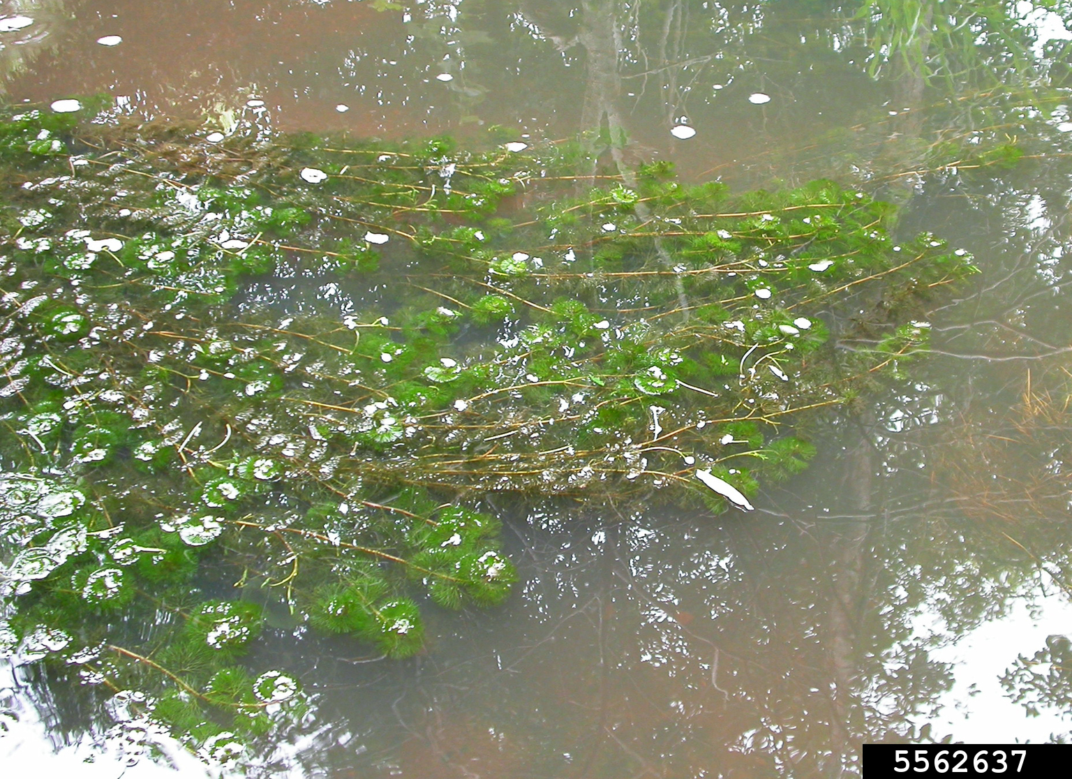 Carolina fanwort, fanwort (Cabomba caroliniana A. Gray)