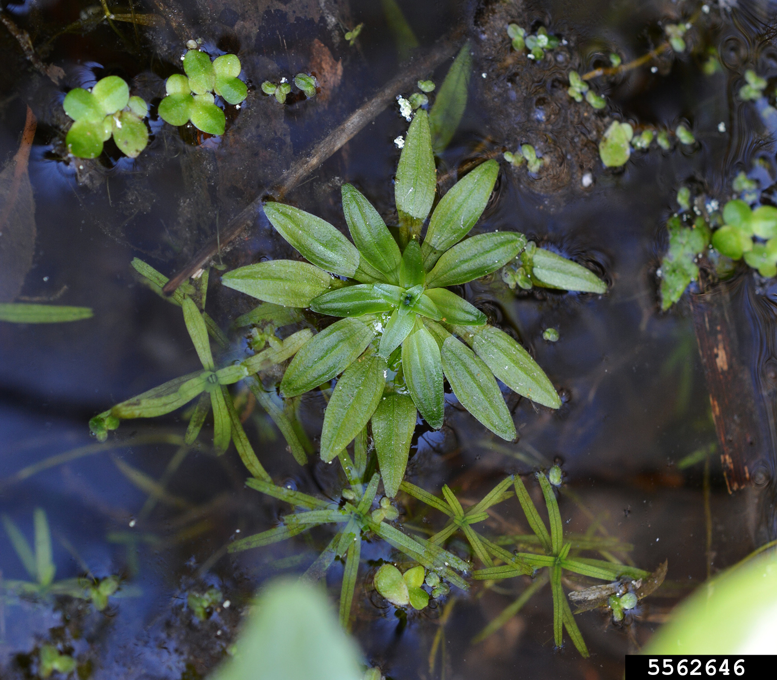 water-starwort (Genus Callitriche)