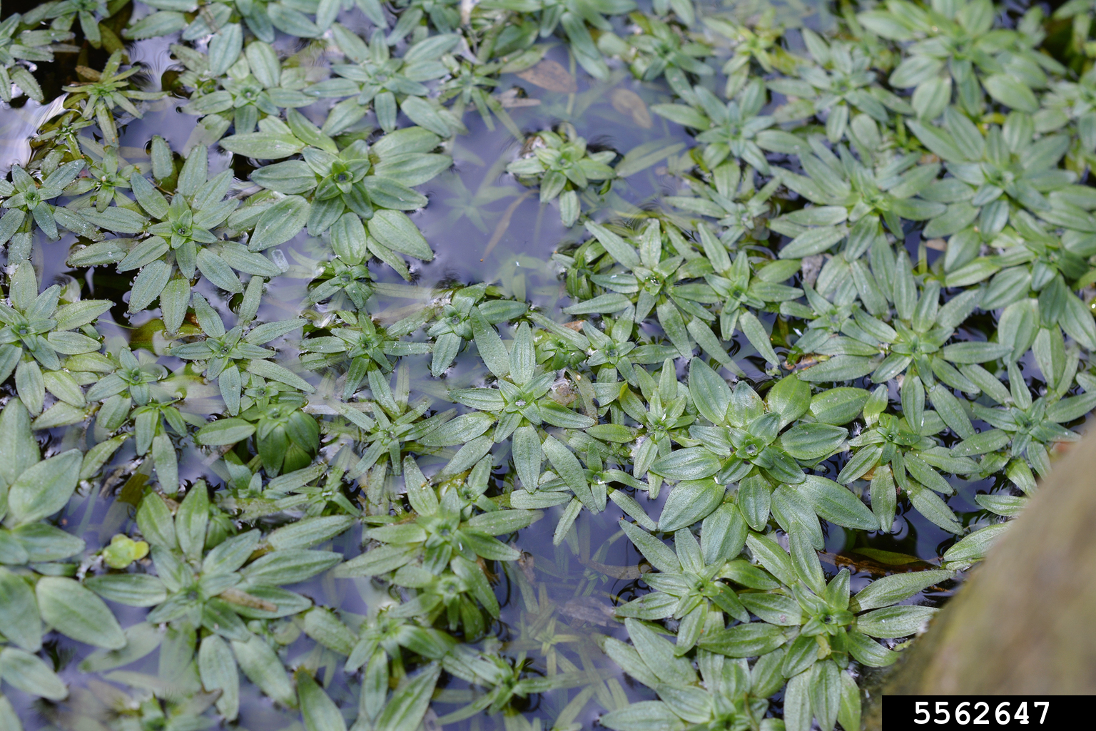 water-starwort (Genus Callitriche)