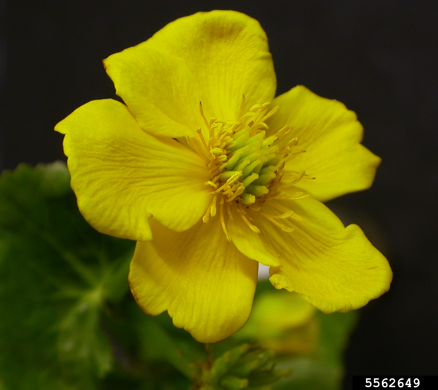 yellow marsh marigold (Caltha palustris)