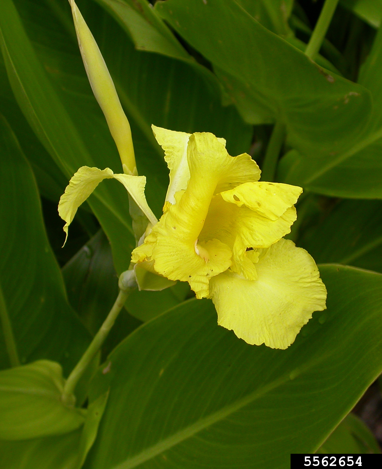 canna (Genus Canna)
