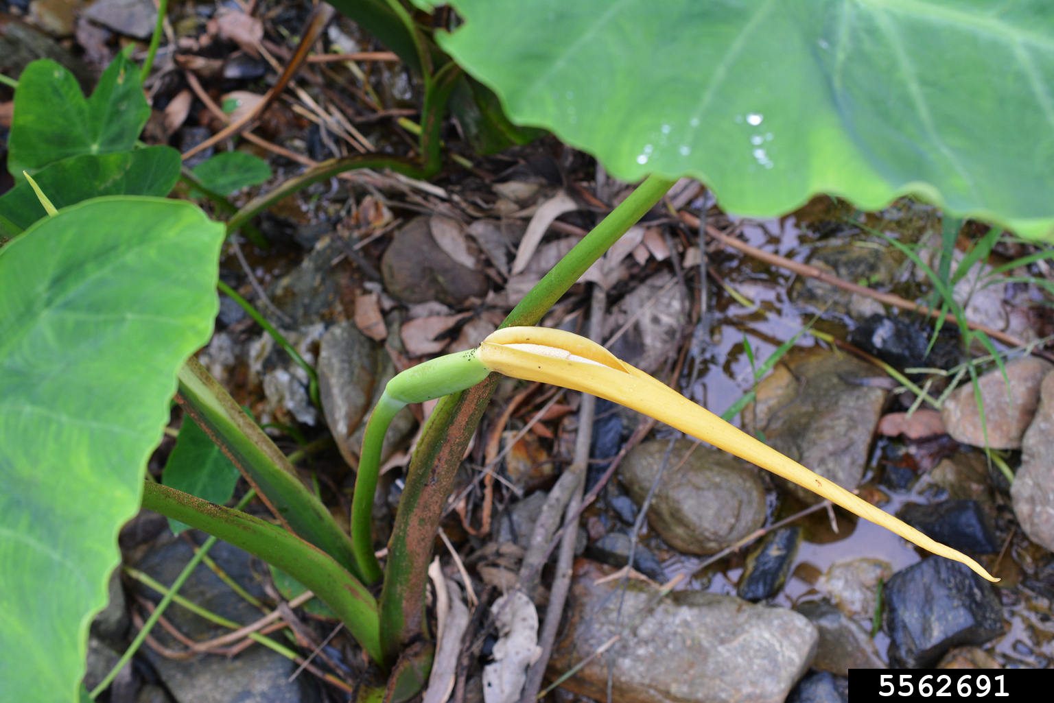 coco yam, wild taro (Colocasia esculenta)