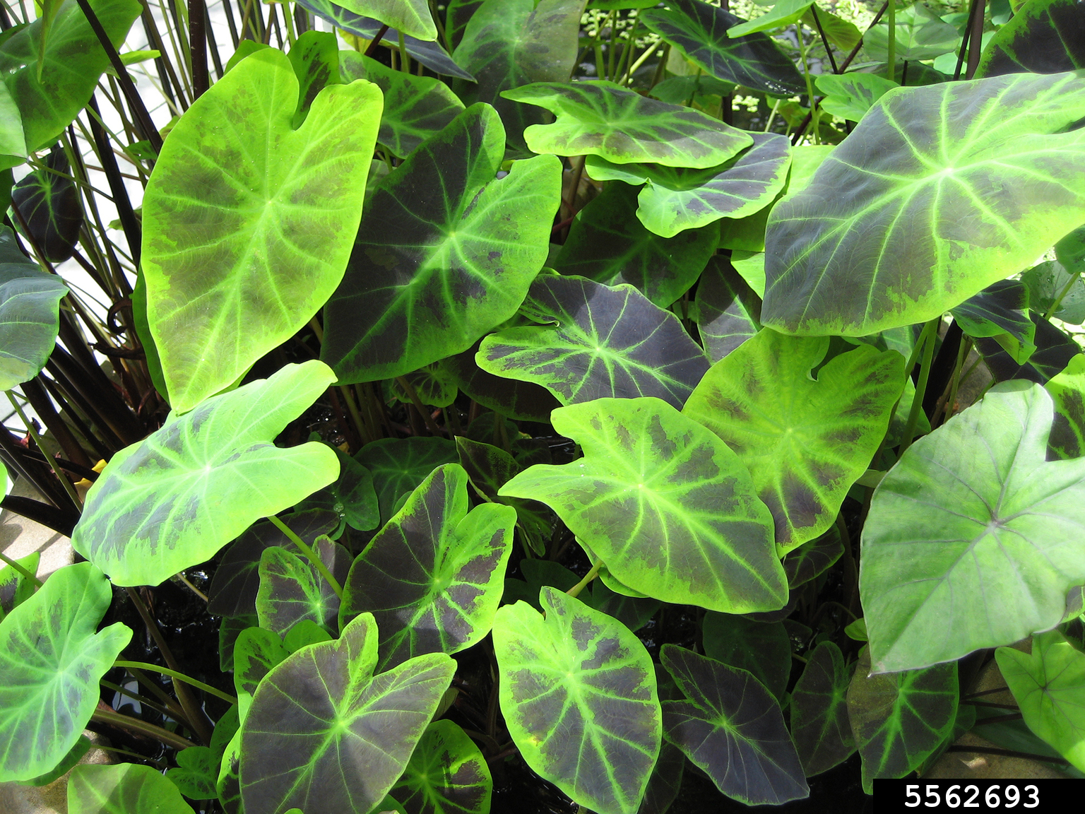 coco yam, wild taro (Colocasia esculenta)