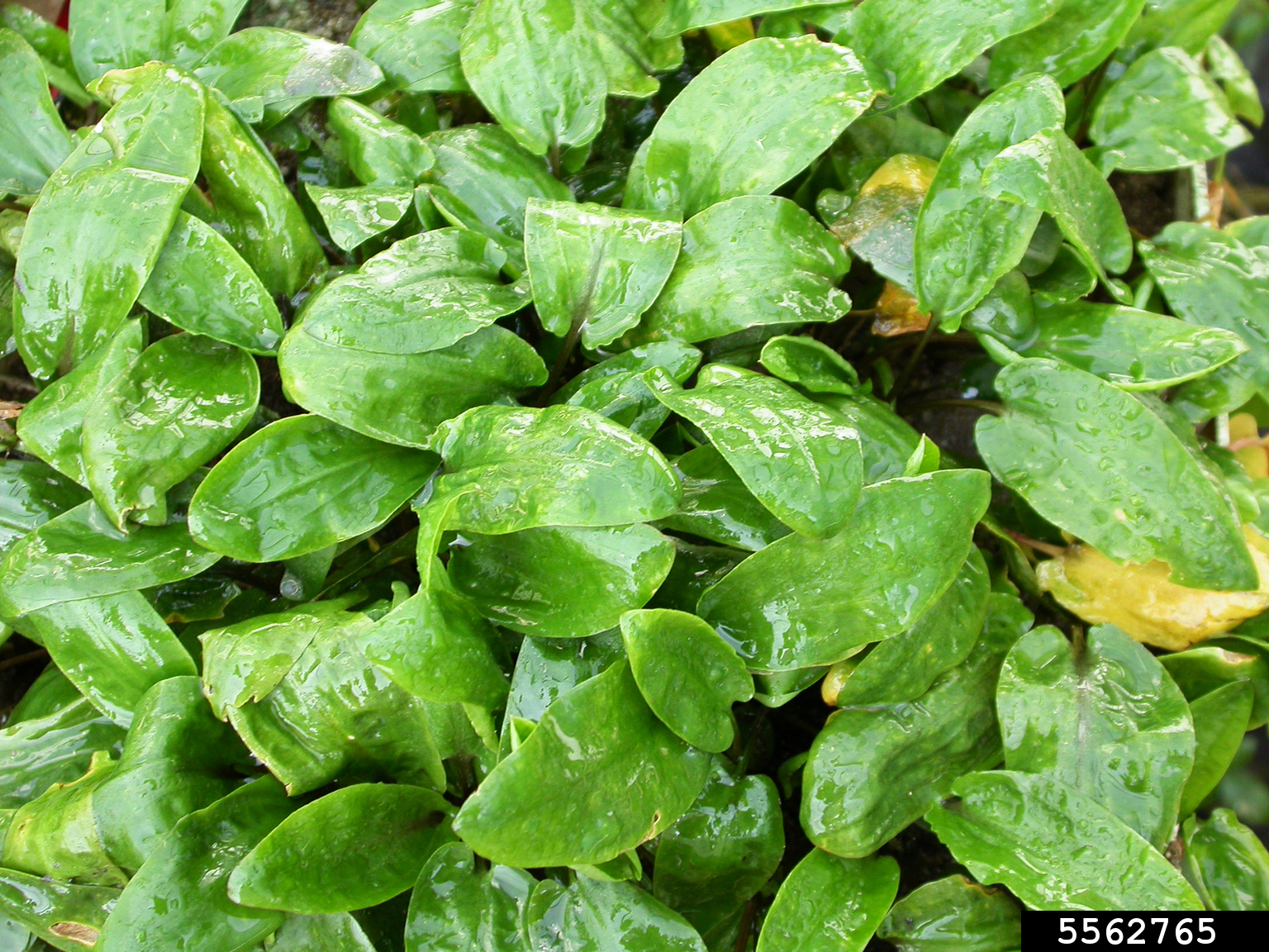 Undulate cryptocoryne (Cryptocoryne undulata)