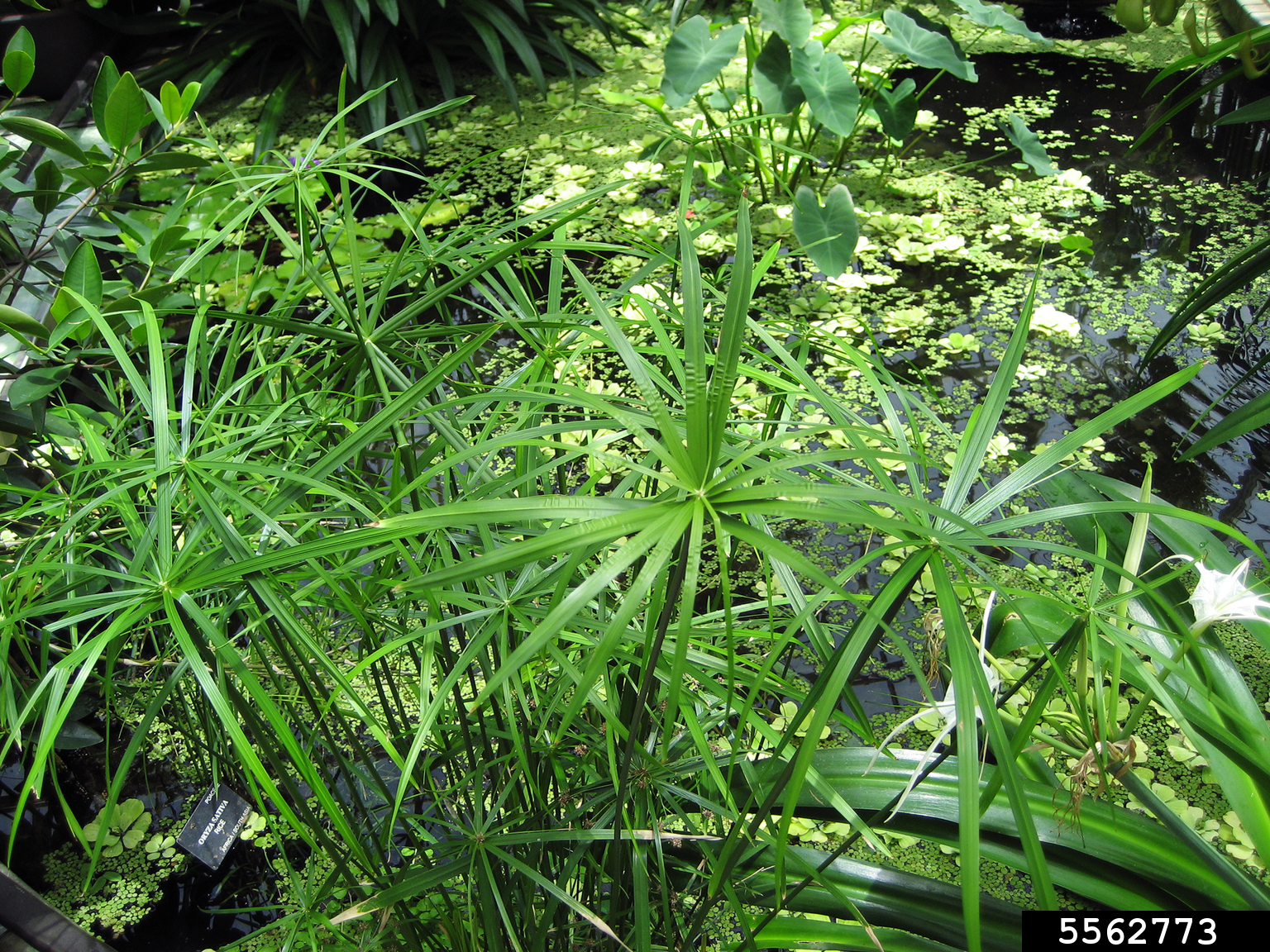 flatsedge (Genus Cyperus L.)