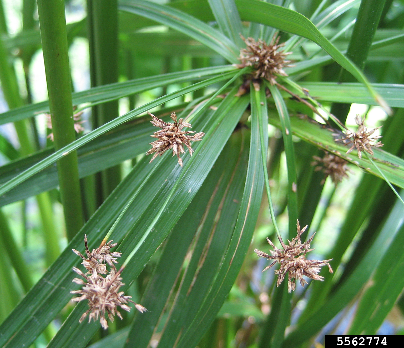 flatsedge (Genus Cyperus)