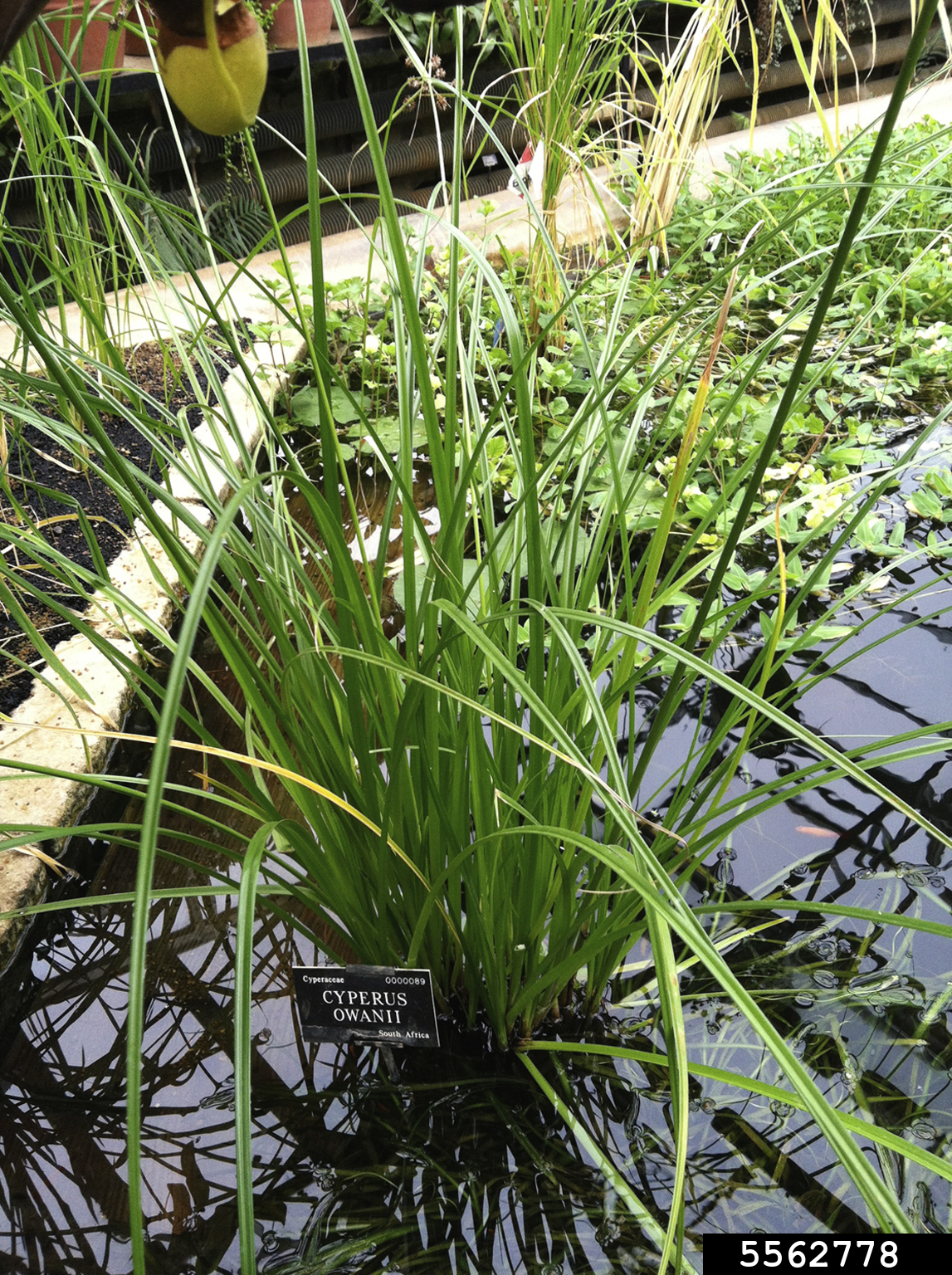 Owan's flatsedge (Cyperus owanii)