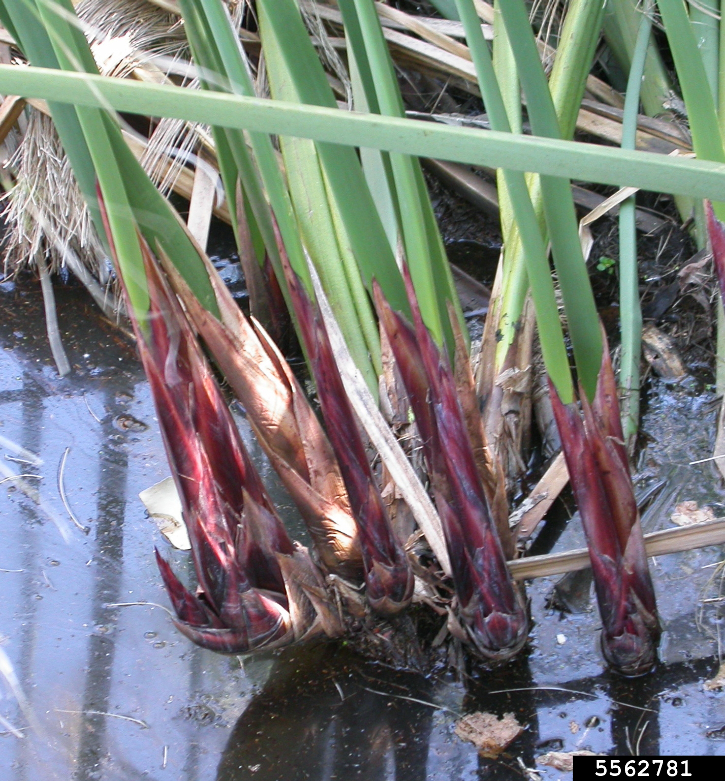papyrus (Cyperus papyrus L.)