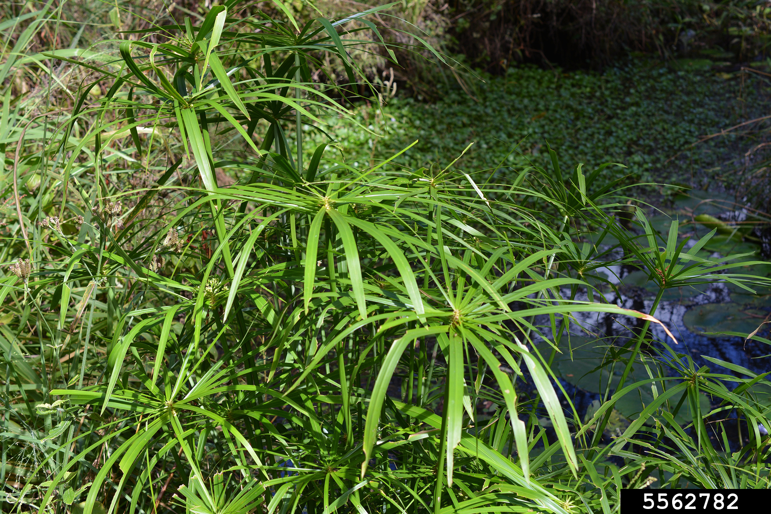 flatsedge (Cyperus textilis)