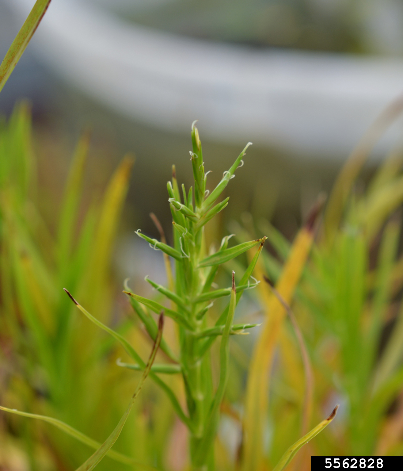 threeway sedge (Dulichium arundinaceum (L.) Britton)