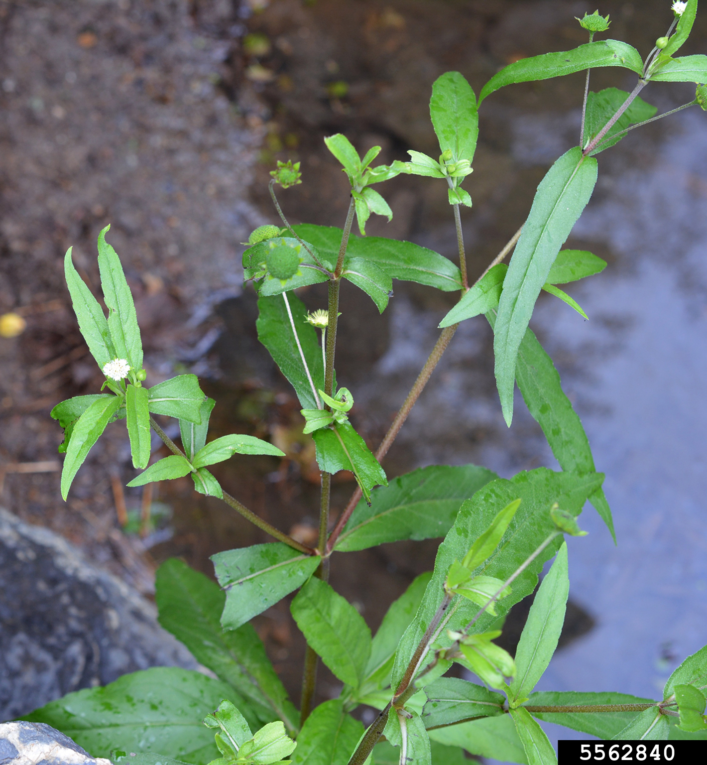 eclipta (Genus Eclipta)