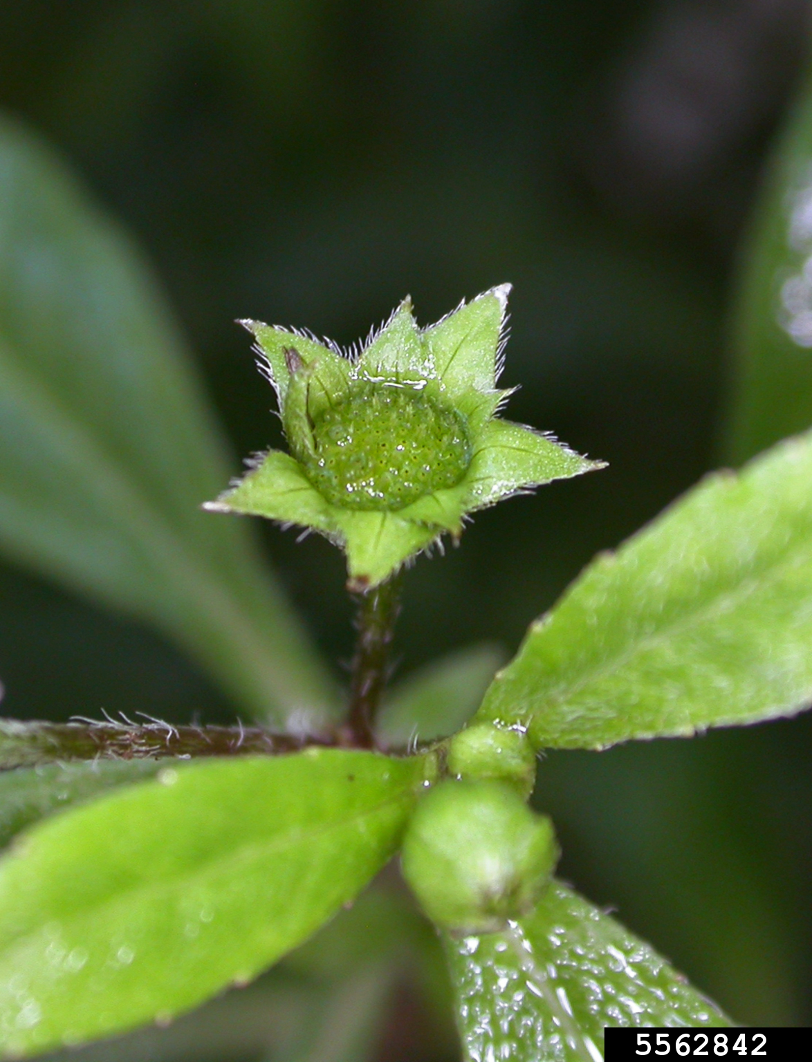 eclipta (Genus Eclipta)