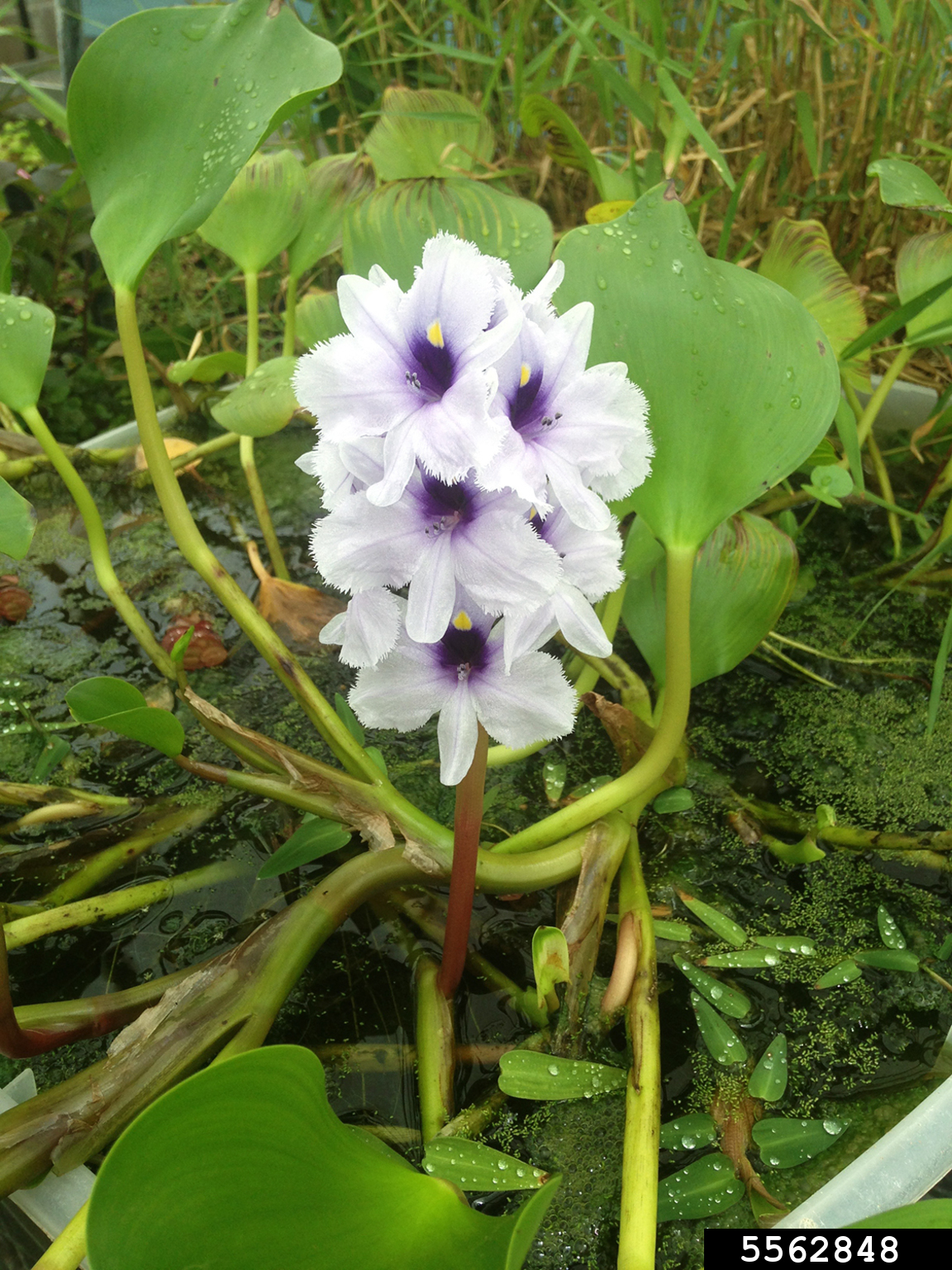 anchored waterhyacinth (Eichhornia azurea)