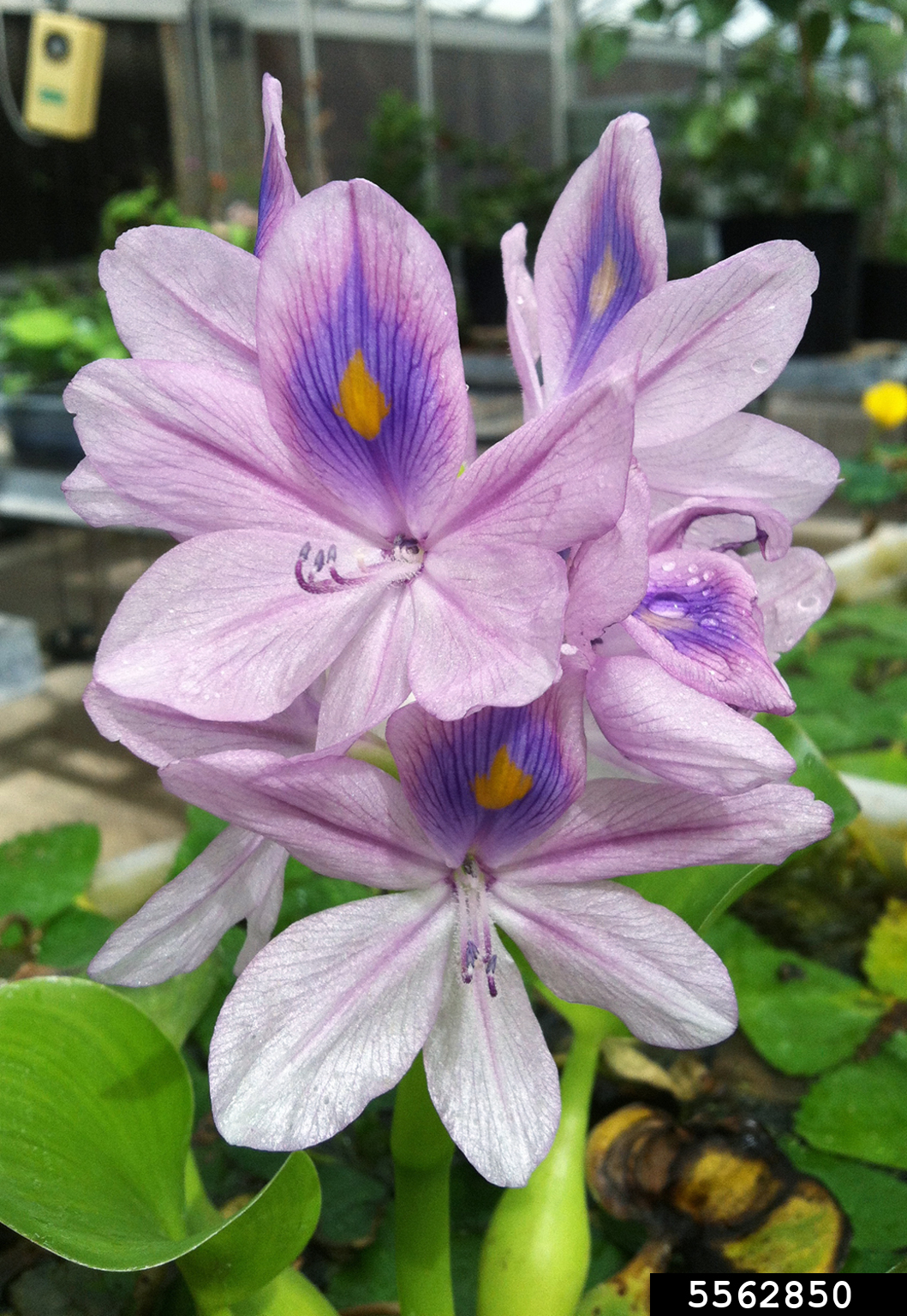 common water hyacinth (Eichhornia crassipes)
