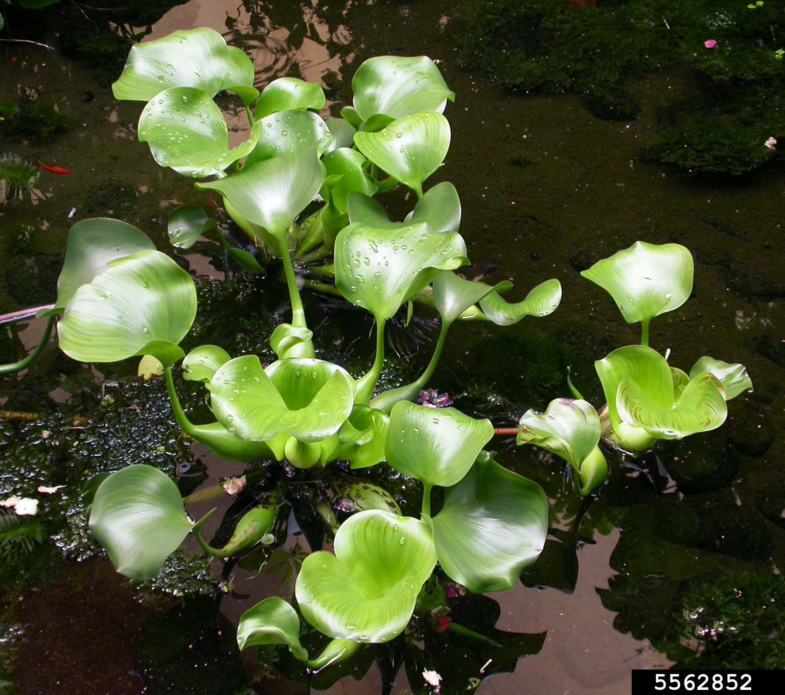 common water hyacinth (Eichhornia crassipes)