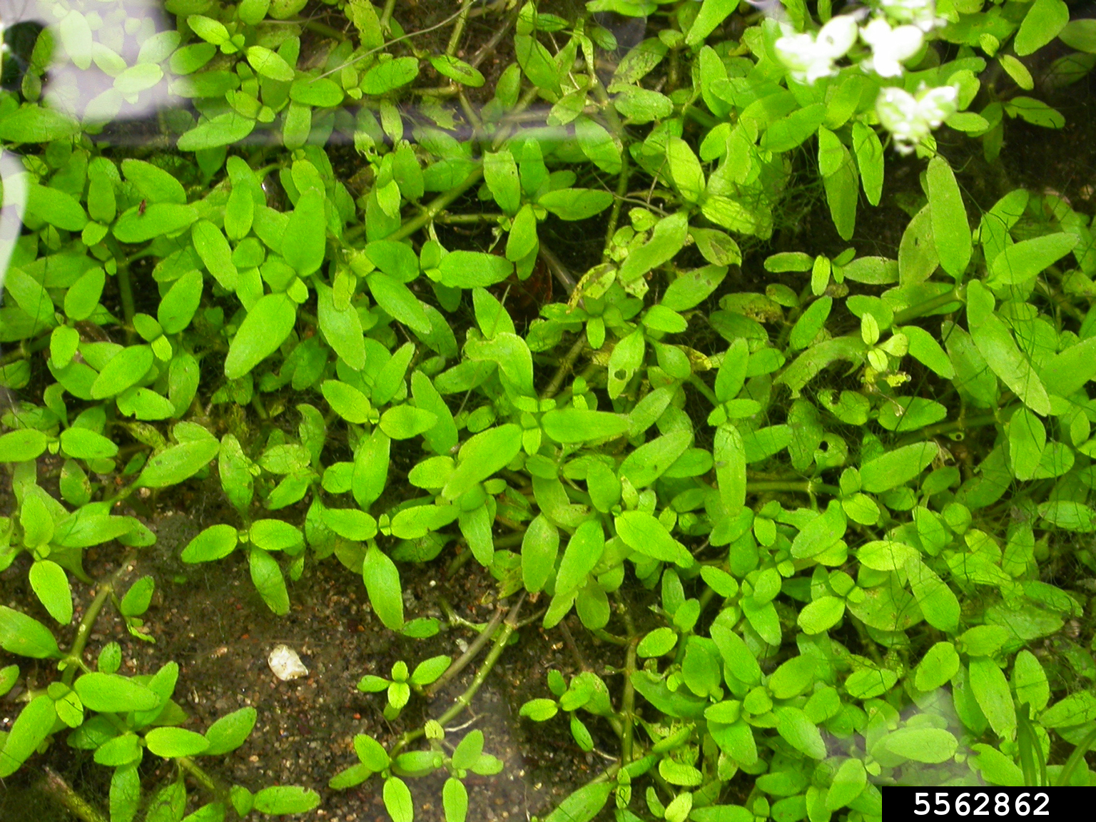 waterwort (Genus Elatine)