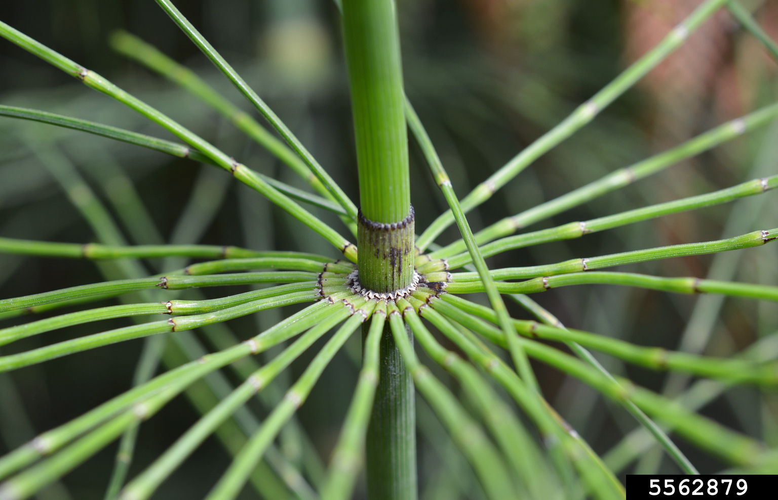 horsetail (Genus Equisetum L.)
