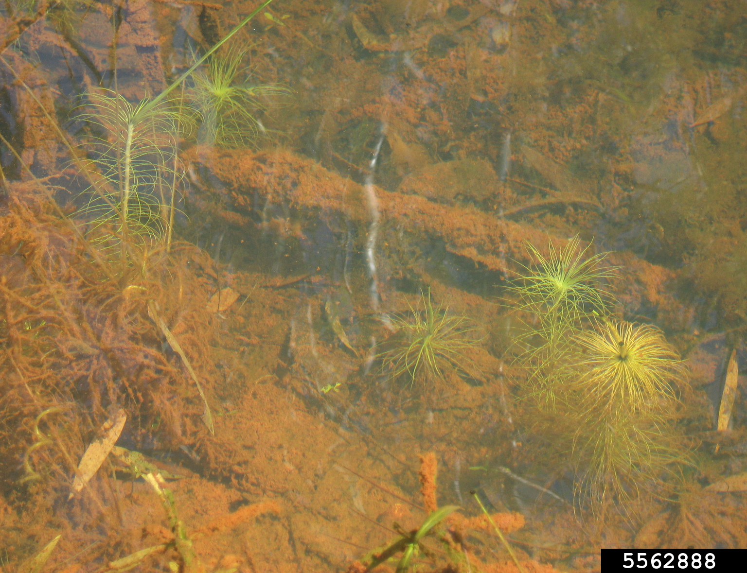 pipewort (Genus Eriocaulon)